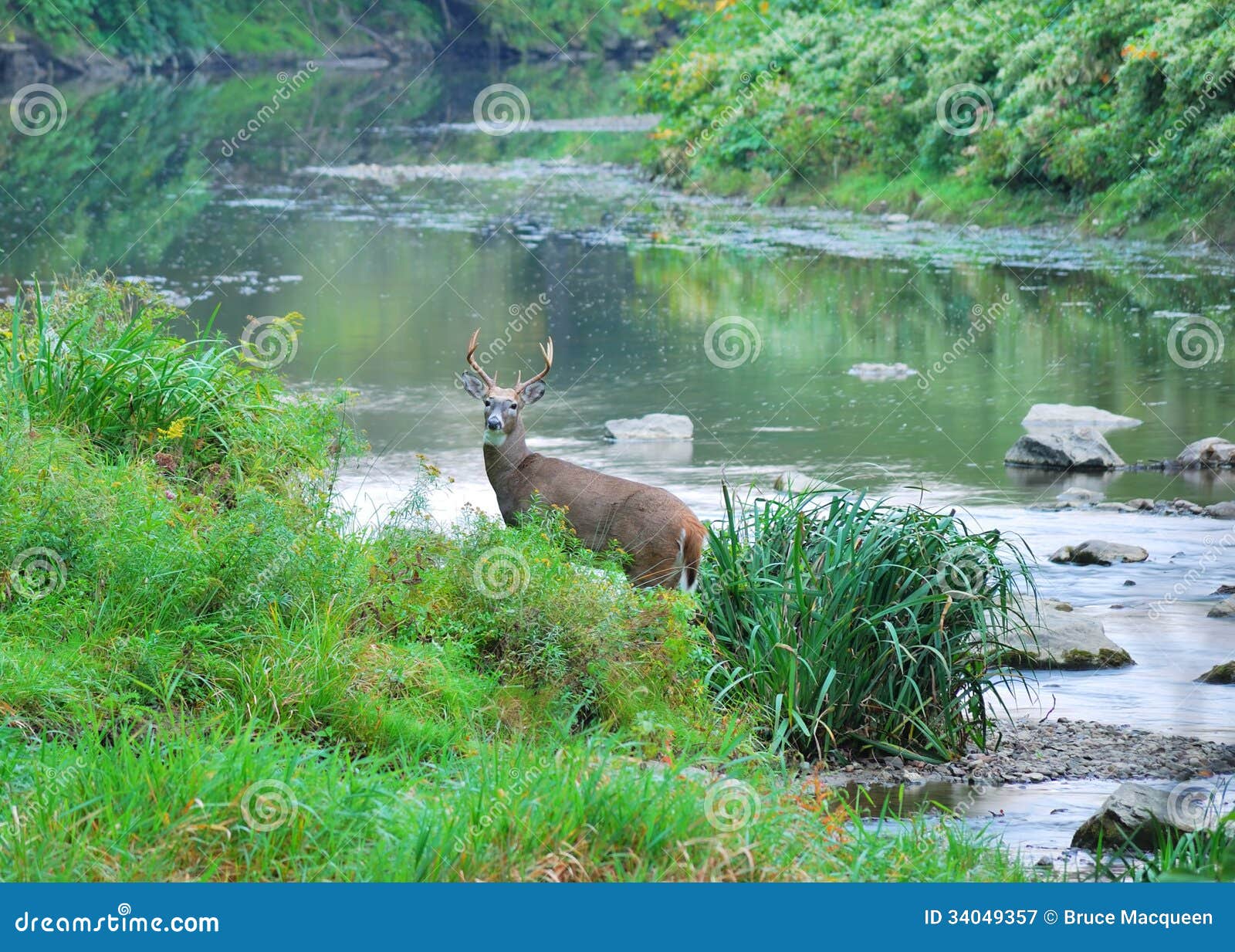 Whitetail Deer Buck stock image. Image of antlers, virginianus - 34049357
