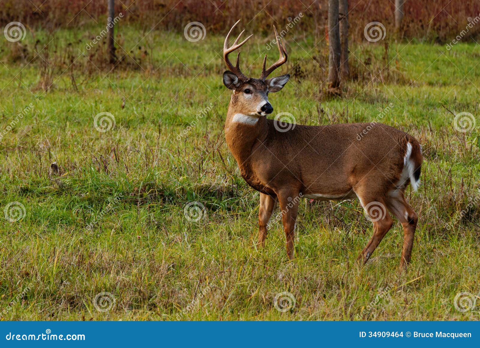 Whitetail Deer Buck stock photo. Image of season, trophy - 34909464