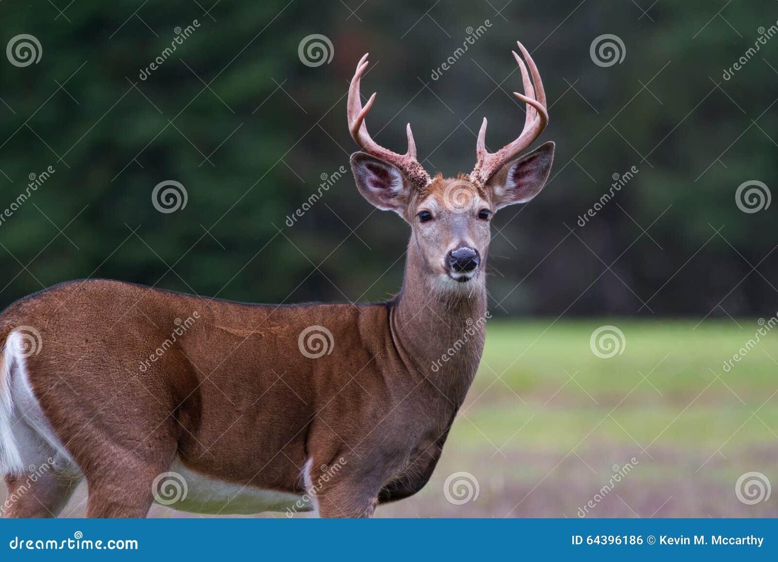 Whitetail Deer Buck Stands Alert In Wooded Terrain Royalty-Free Stock ...