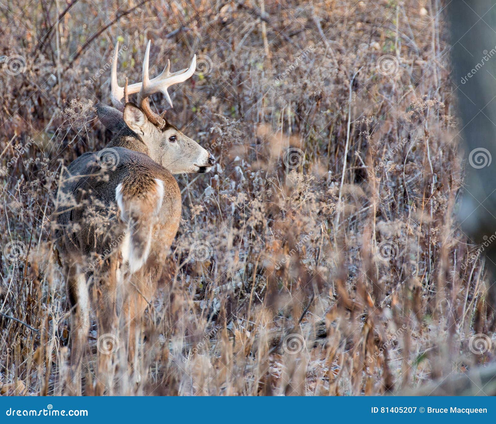 Whitetail Deer Buck stock image. Image of antlers, wildlife - 81405207