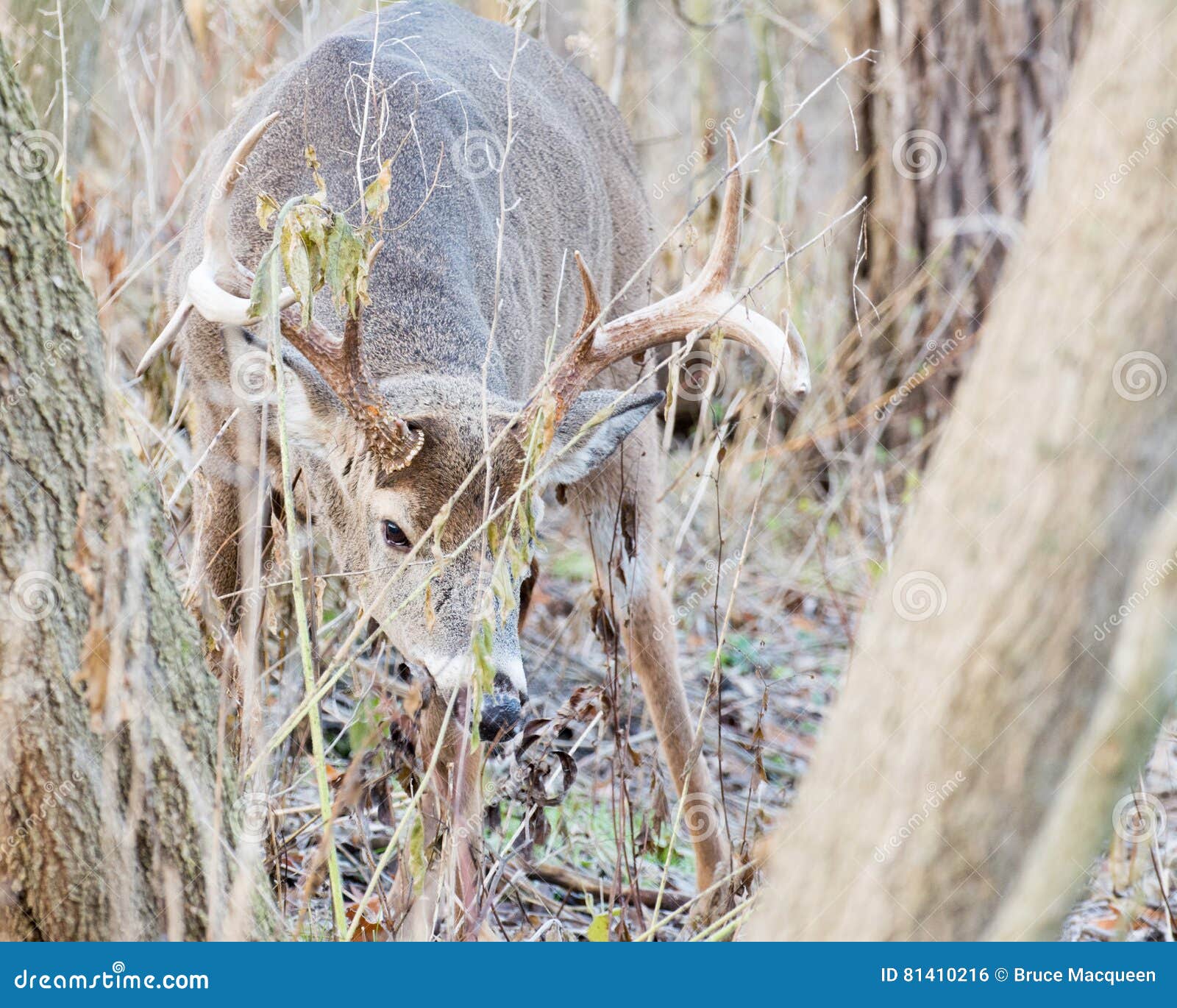 Whitetail Deer Buck stock photo. Image of deer, wildlife - 81410216