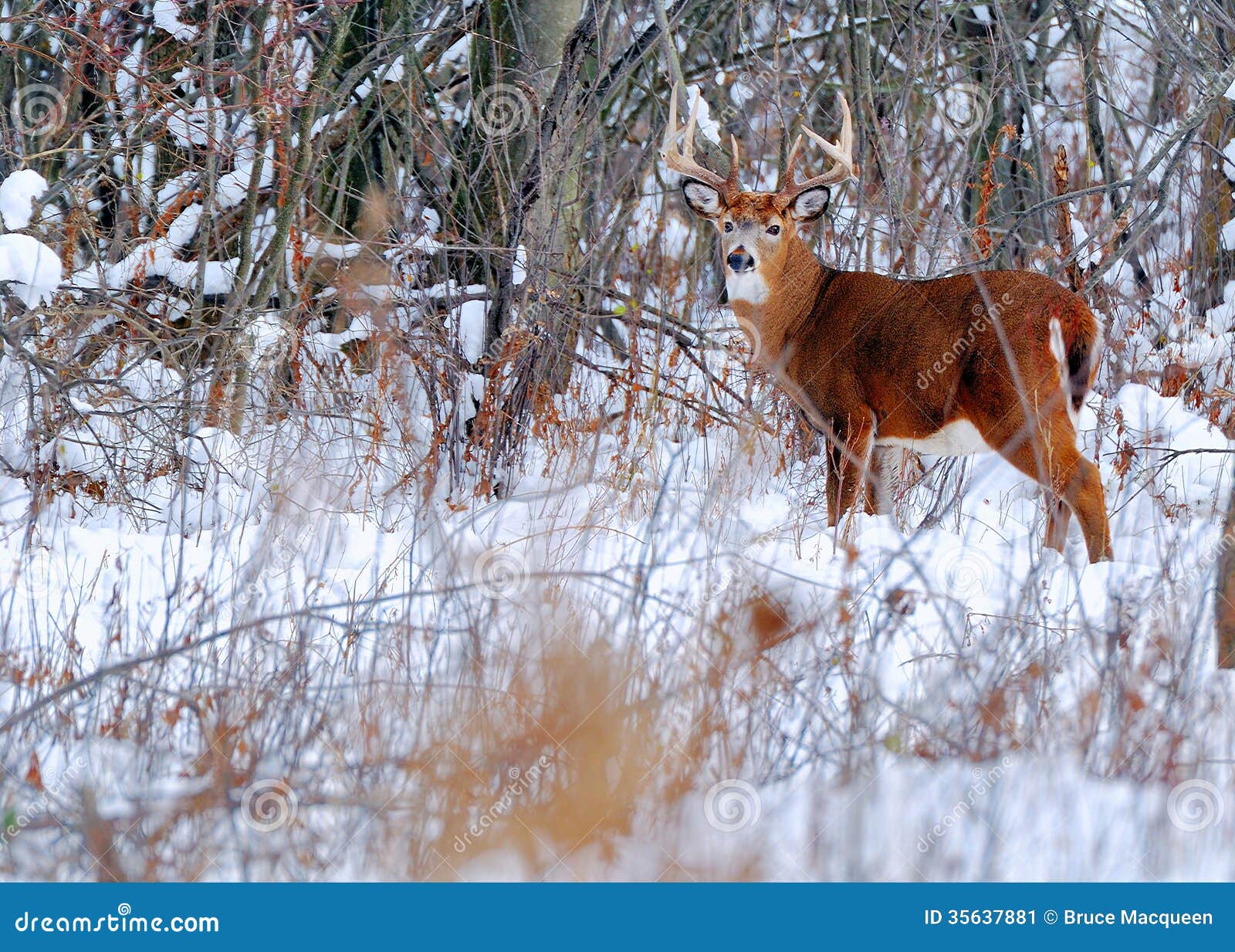 Whitetail Deer Buck stock image. Image of whitetail, stag - 35637881