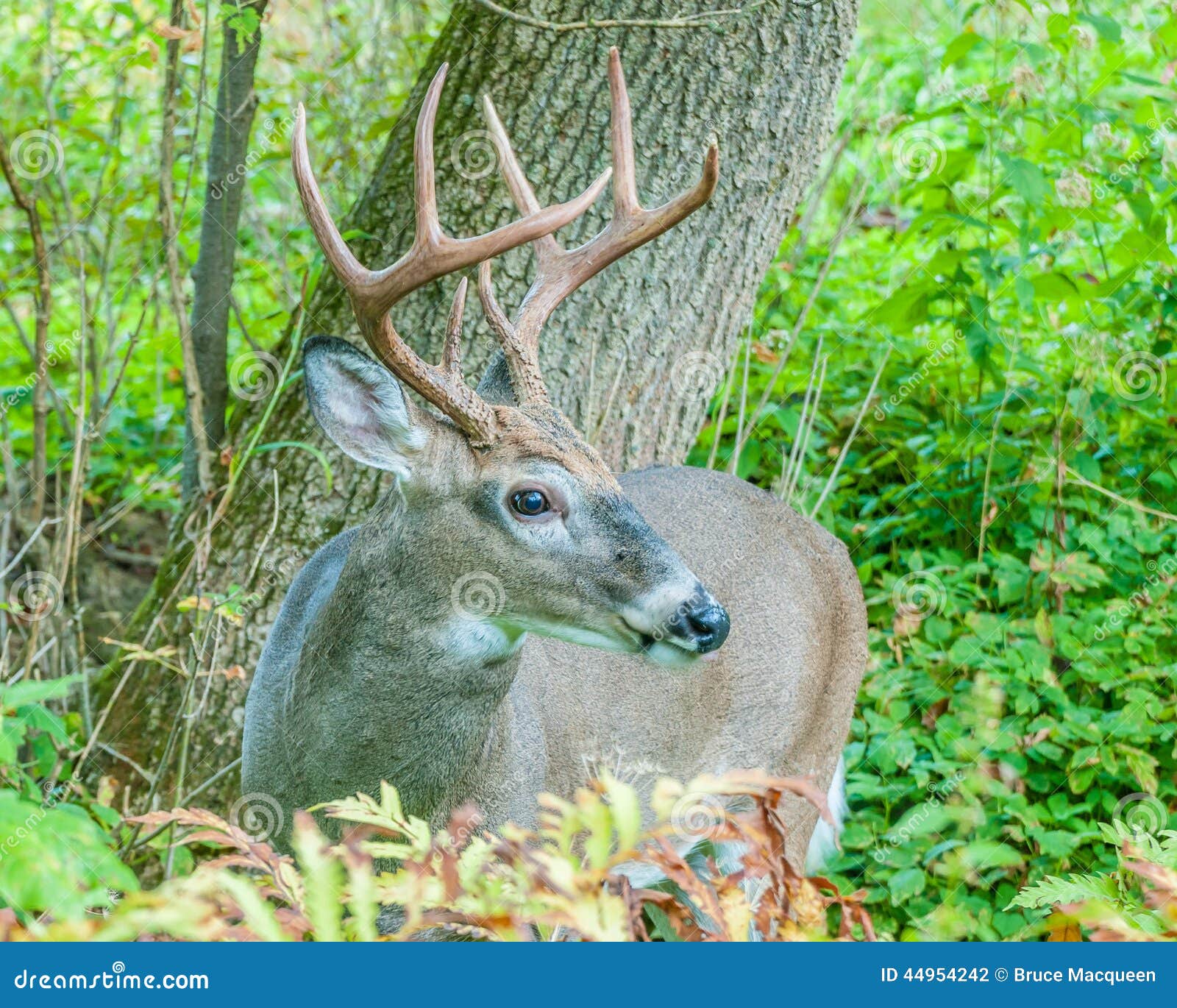 Whitetail Deer Buck stock photo. Image of game, wildlife - 44954242
