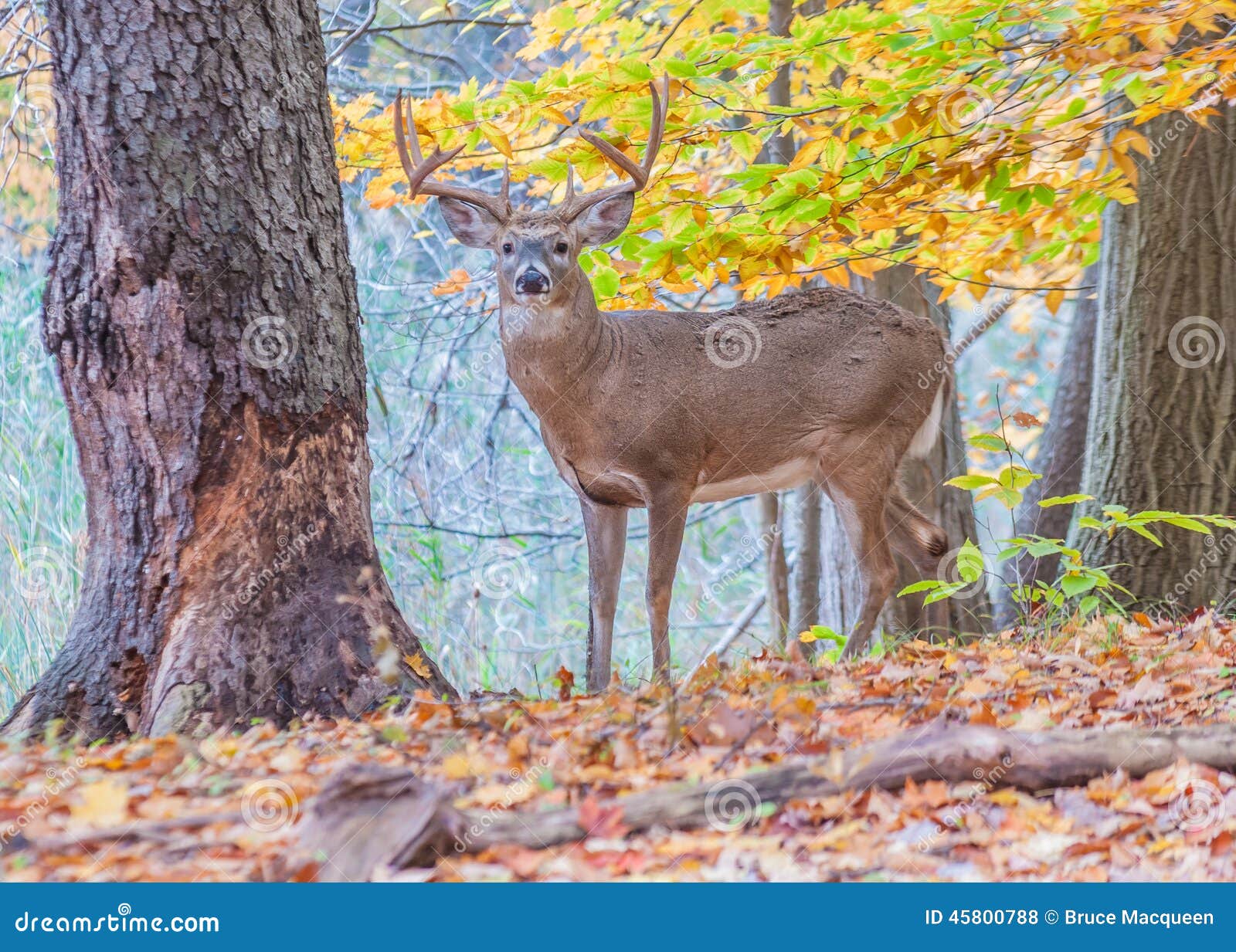Whitetail Deer Buck stock photo. Image of wild, woods - 45800788 Whitetail Deer Buck stock photo. Image of wild, woods - 45800788