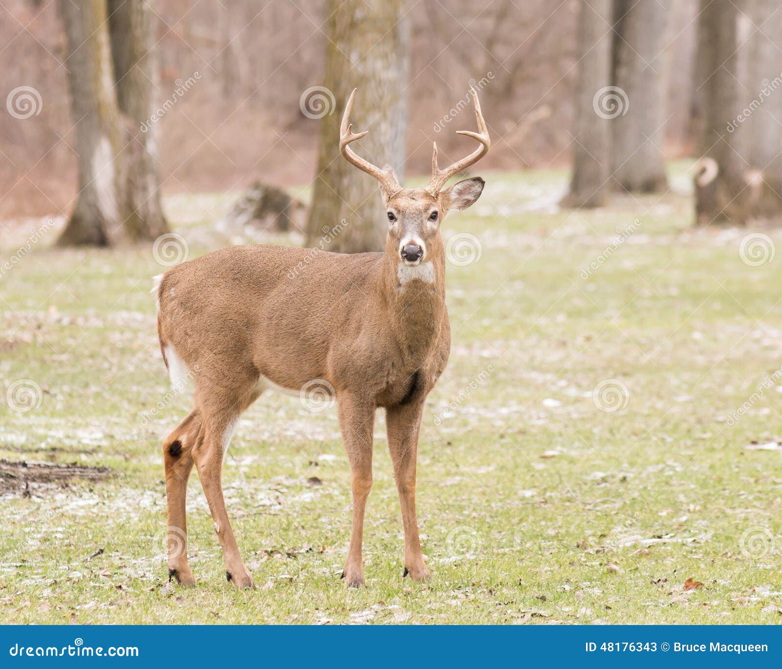Whitetail Deer Buck stock image. Image of nature, wildlife - 48176343