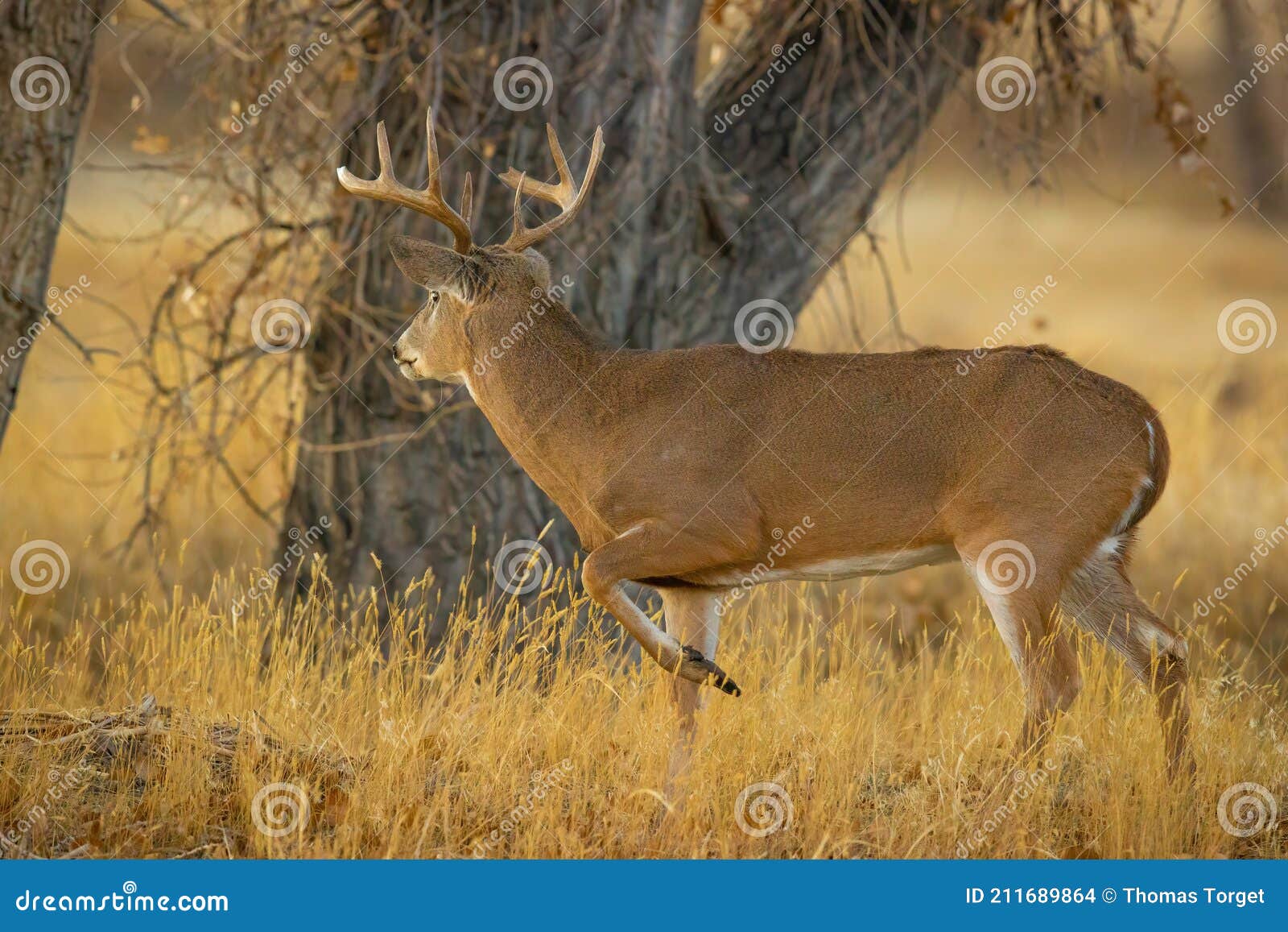 Whitetail Deer Buck Steps Cautiously through Wooded Area Stock Photo ...