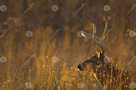 Whitetail Deer Buck at Sunset Stock Image - Image of ungulate, buck: 548861