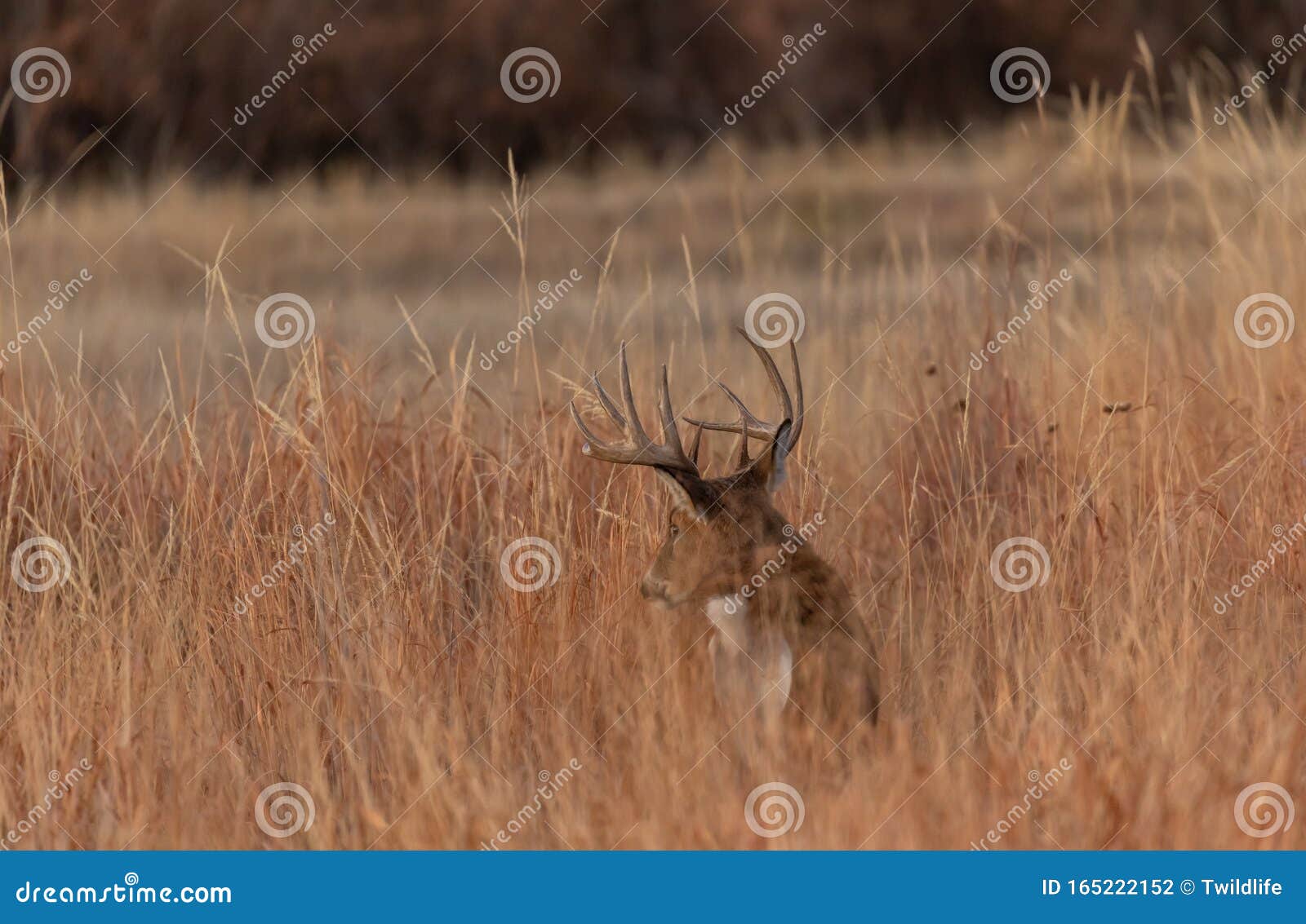 Whitetail Deer Buck in Tall Grass in Autumn Stock Photo - Image of ...