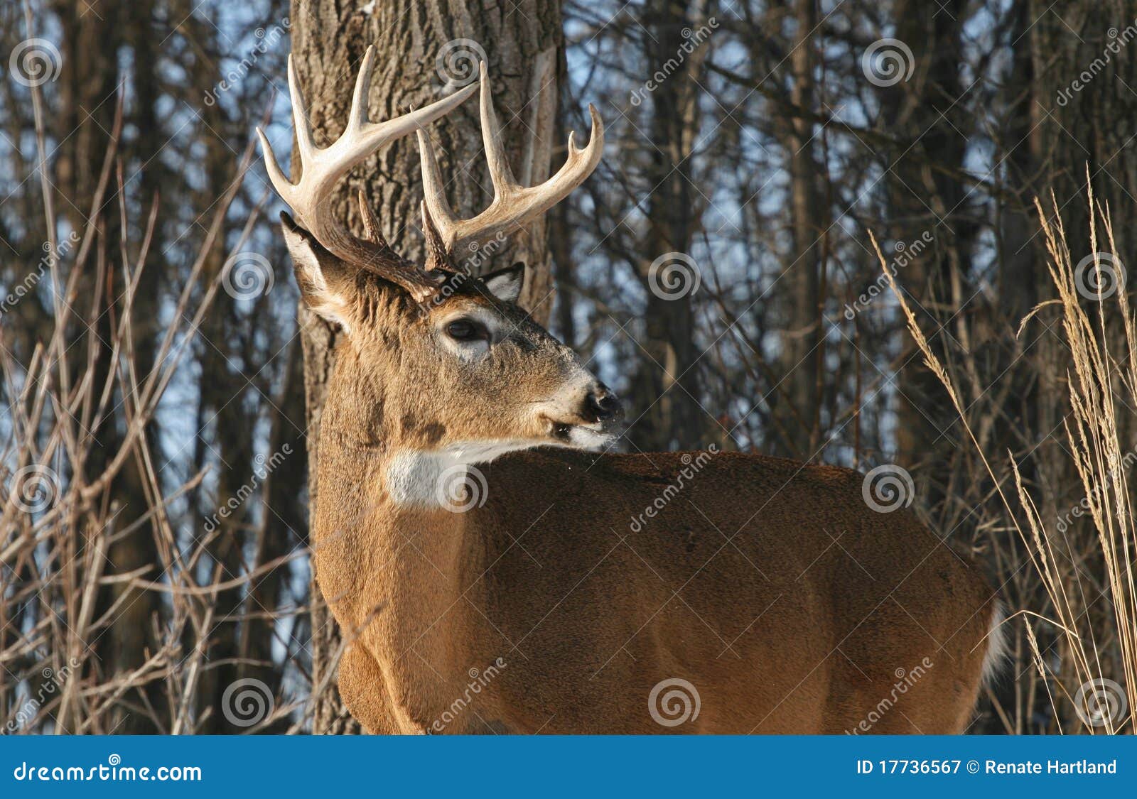 Whitetail Deer Buck Tall Rack Stock Image - Image of adult, point: 17736567