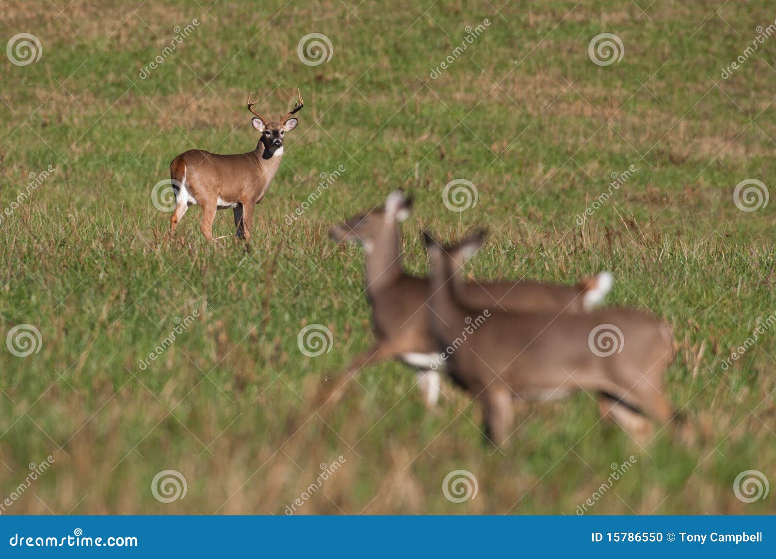 Whitetail Deer Buck Watching Doe during Rut Stock Photo - Image of ...
