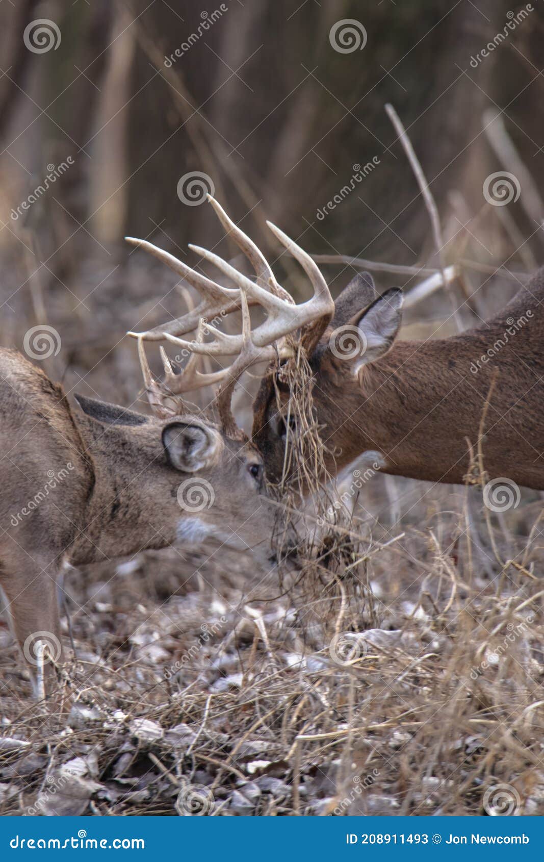 Whitetail Deer Bucks and Does. Stock Image - Image of nature, rubbing ...