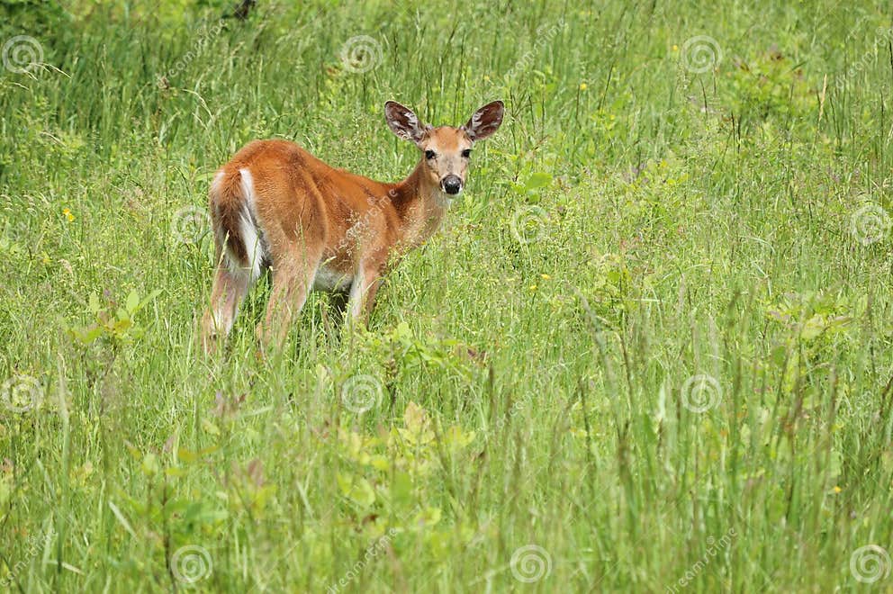Whitetail Deer Button Buck stock photo. Image of wildlife - 19786380