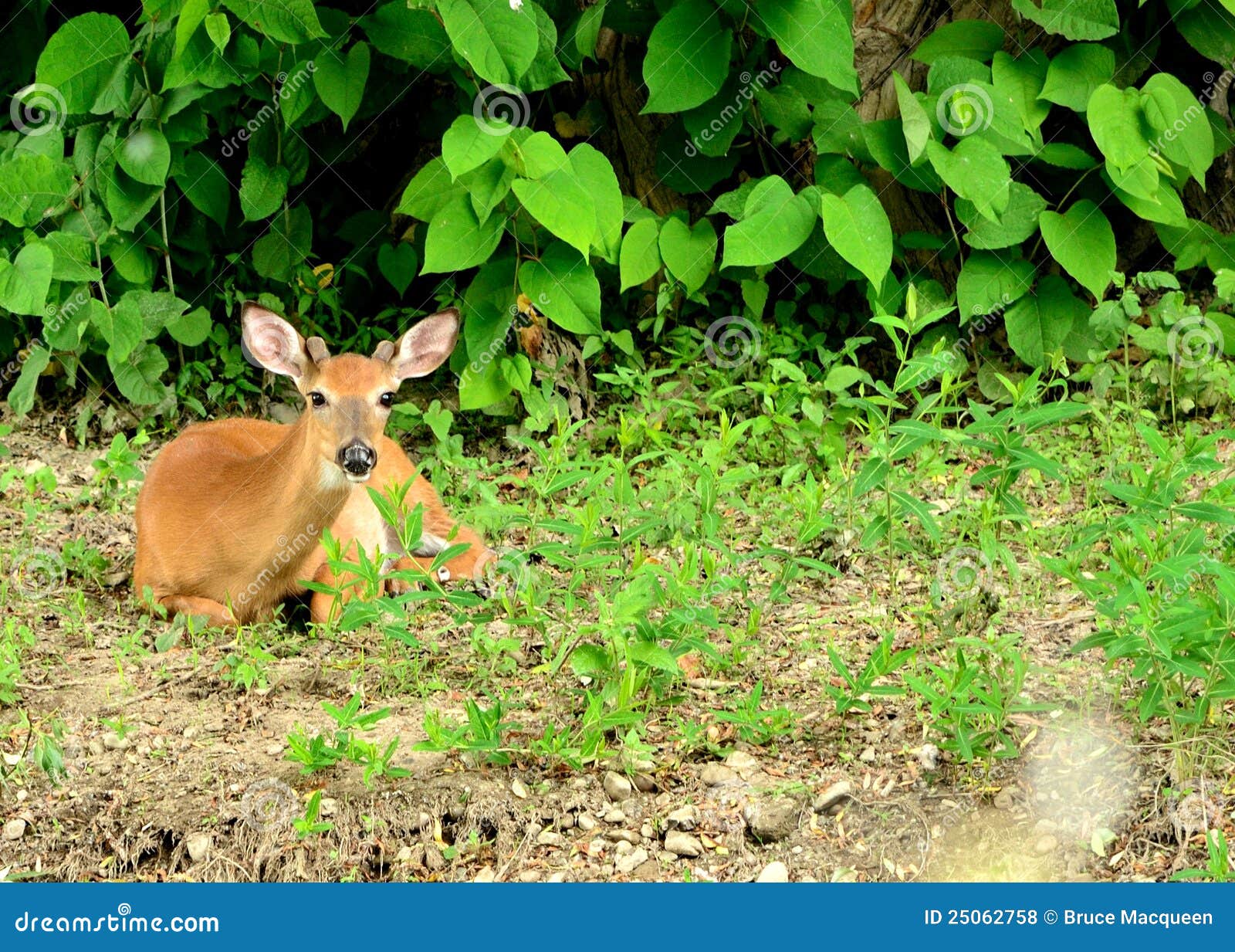 Whitetail Deer Button Buck stock photo. Image of wildlife - 25062758