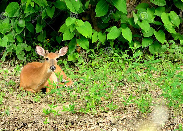 Whitetail Deer Button Buck stock photo. Image of wildlife - 25062758