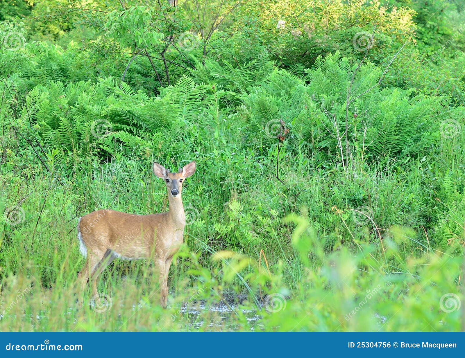 Whitetail Deer Button Buck stock photo. Image of stag - 25304756