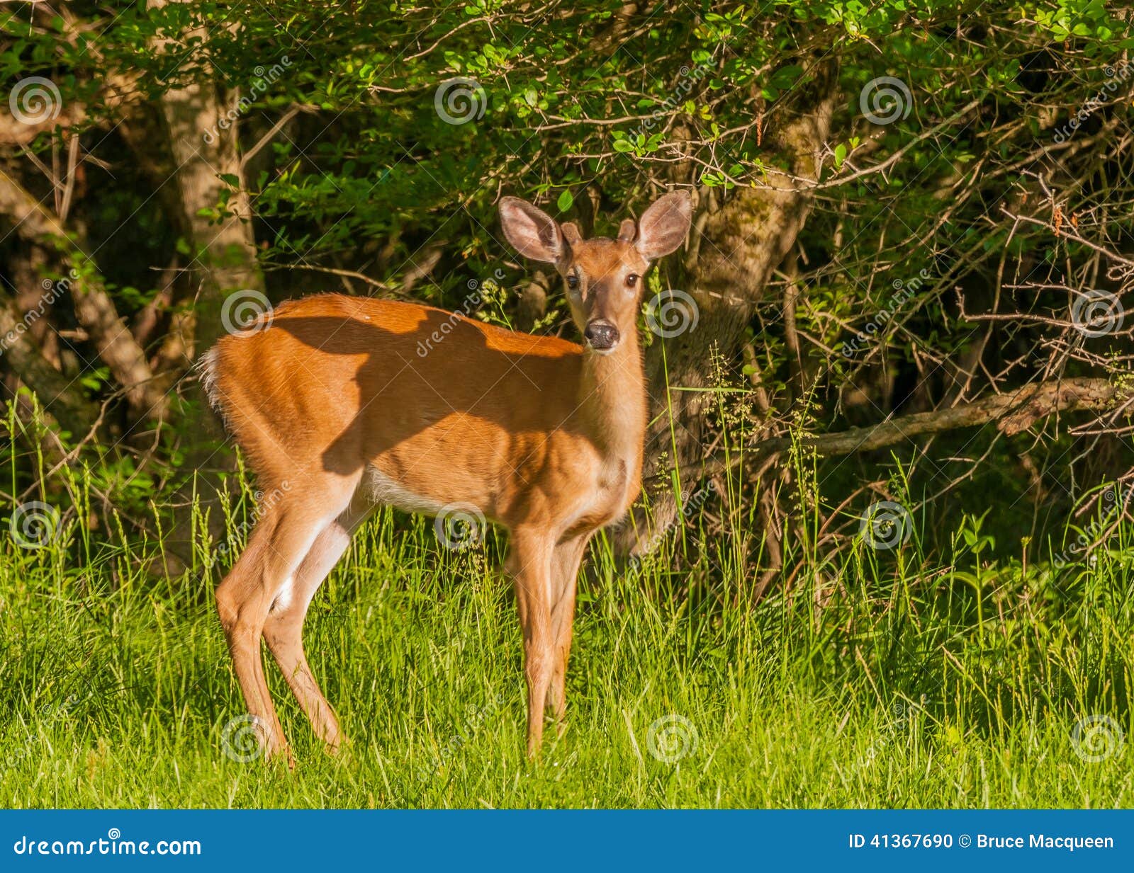 Whitetail Deer Button Buck stock photo. Image of stag - 41367690