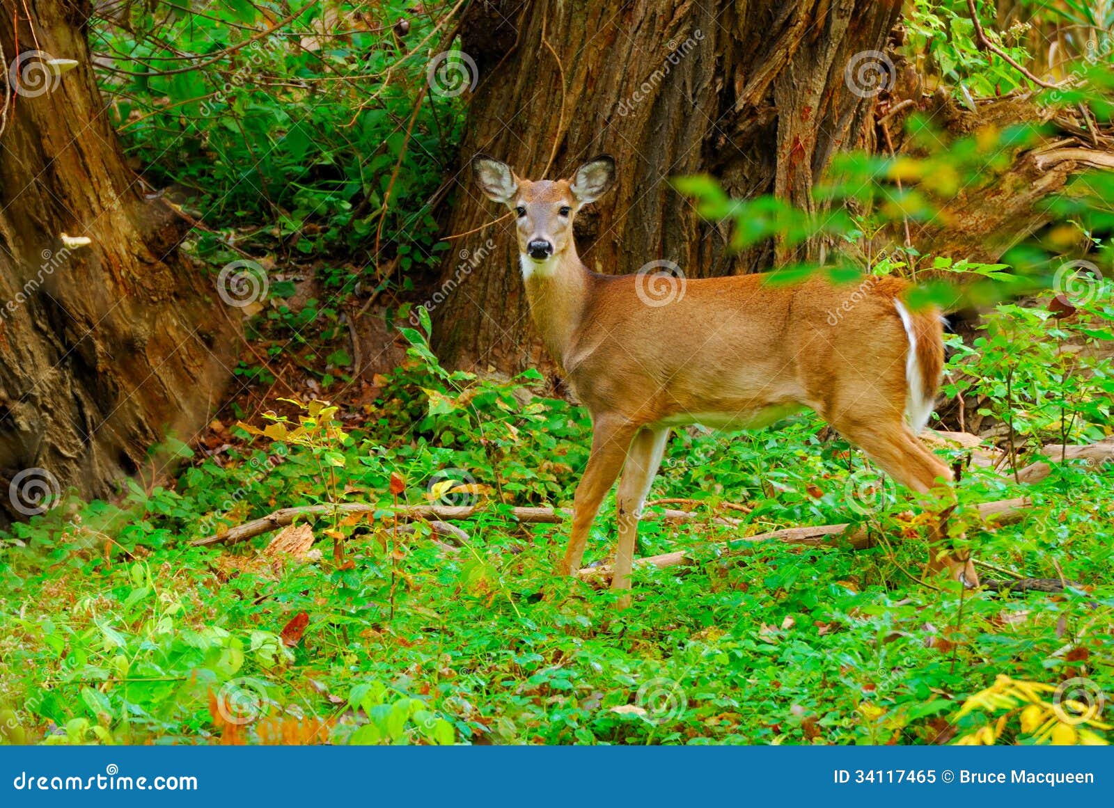 Whitetail Deer Button Buck stock image. Image of whitetail - 34117465