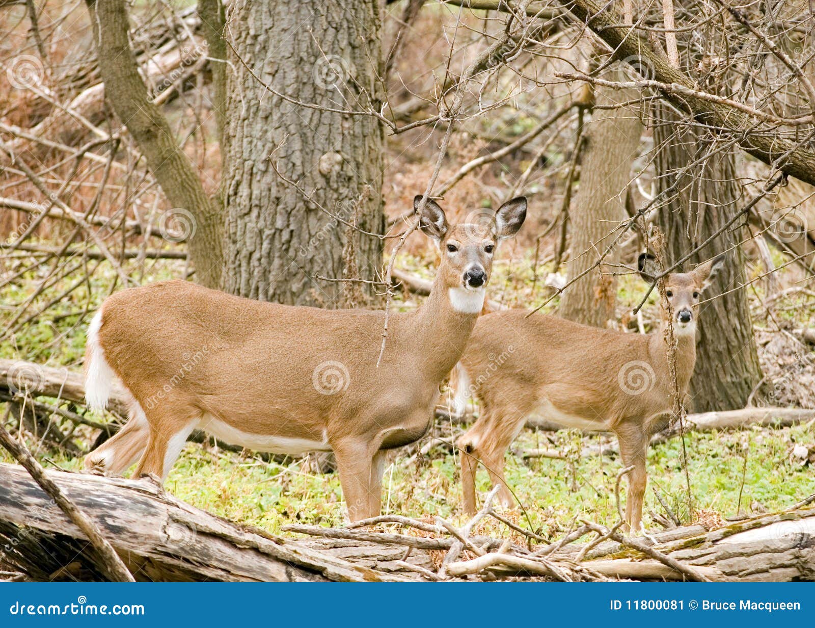 Whitetail Deer Doe