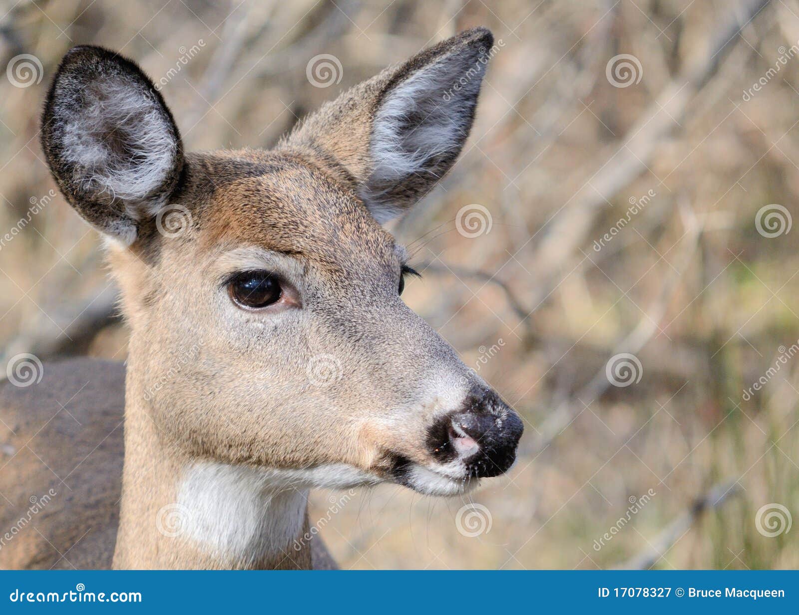 Whitetail Deer Doe stock image. Image of female, summer - 17078327