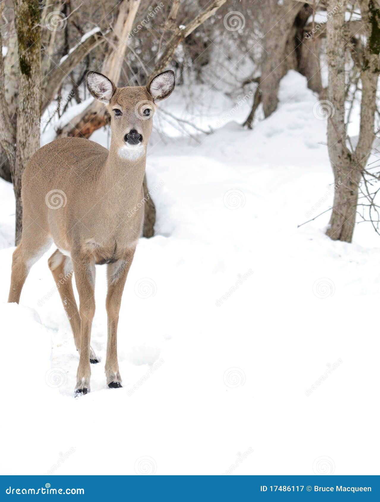 Whitetail Deer Doe stock image. Image of outdoors, cold - 17486117