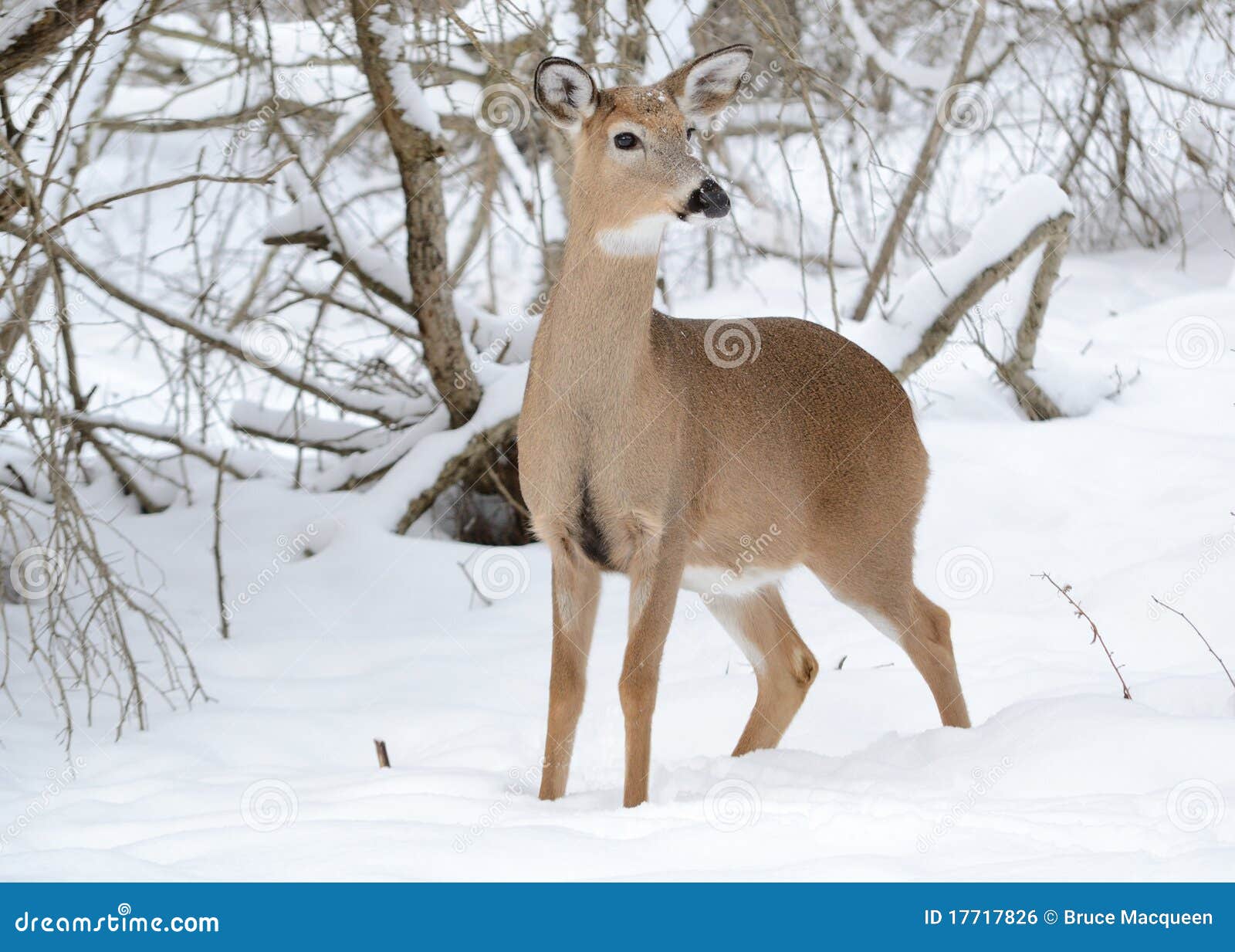 Whitetail Deer Doe stock photo. Image of cold, woods - 17717826