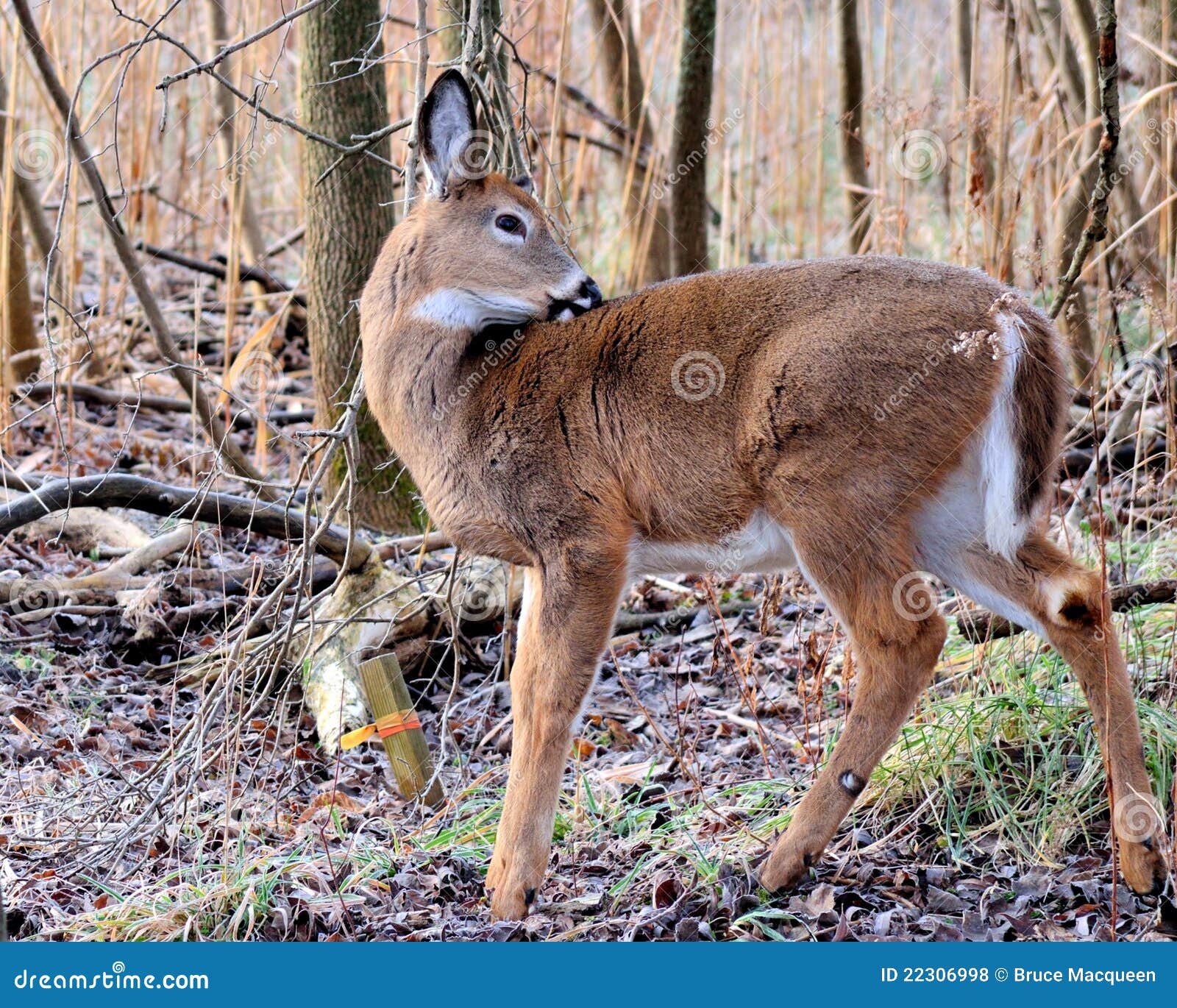 Whitetail Deer Doe Royalty Free Stock Photos - Image: 22306998