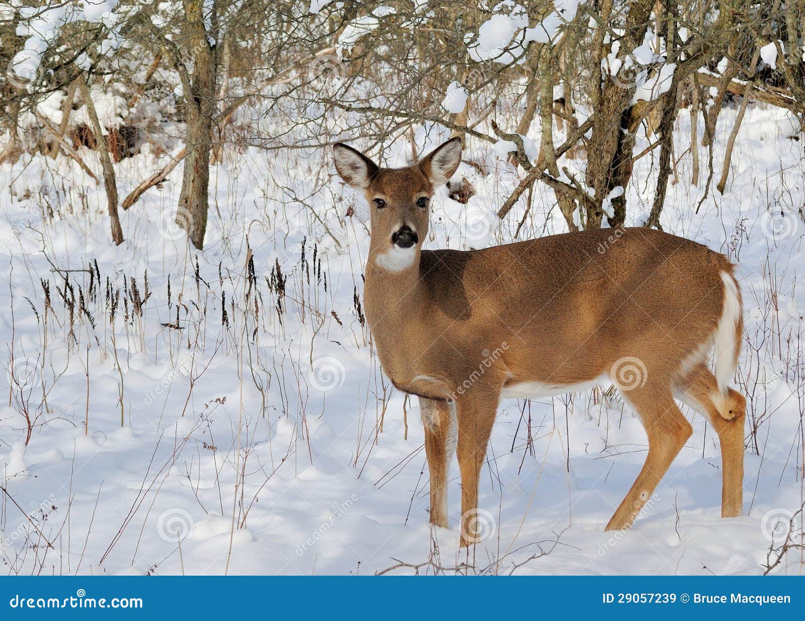 Whitetail Deer Doe stock image. Image of outdoors, cold - 29057239