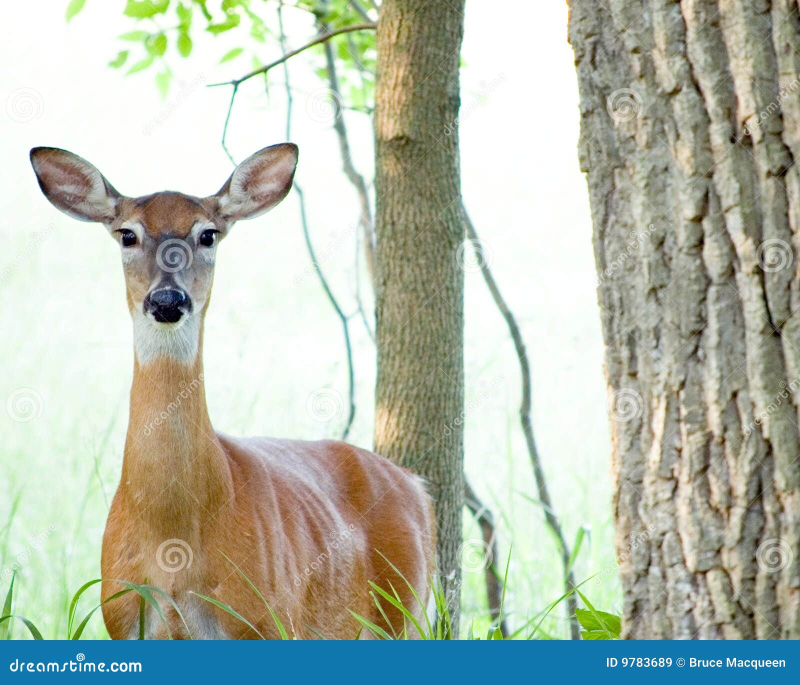 Whitetail Deer Doe Royalty Free Stock Images - Image: 9783689