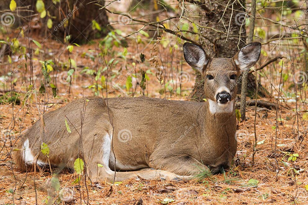 Whitetail Deer Doe Bedded stock image. Image of canada - 35363225
