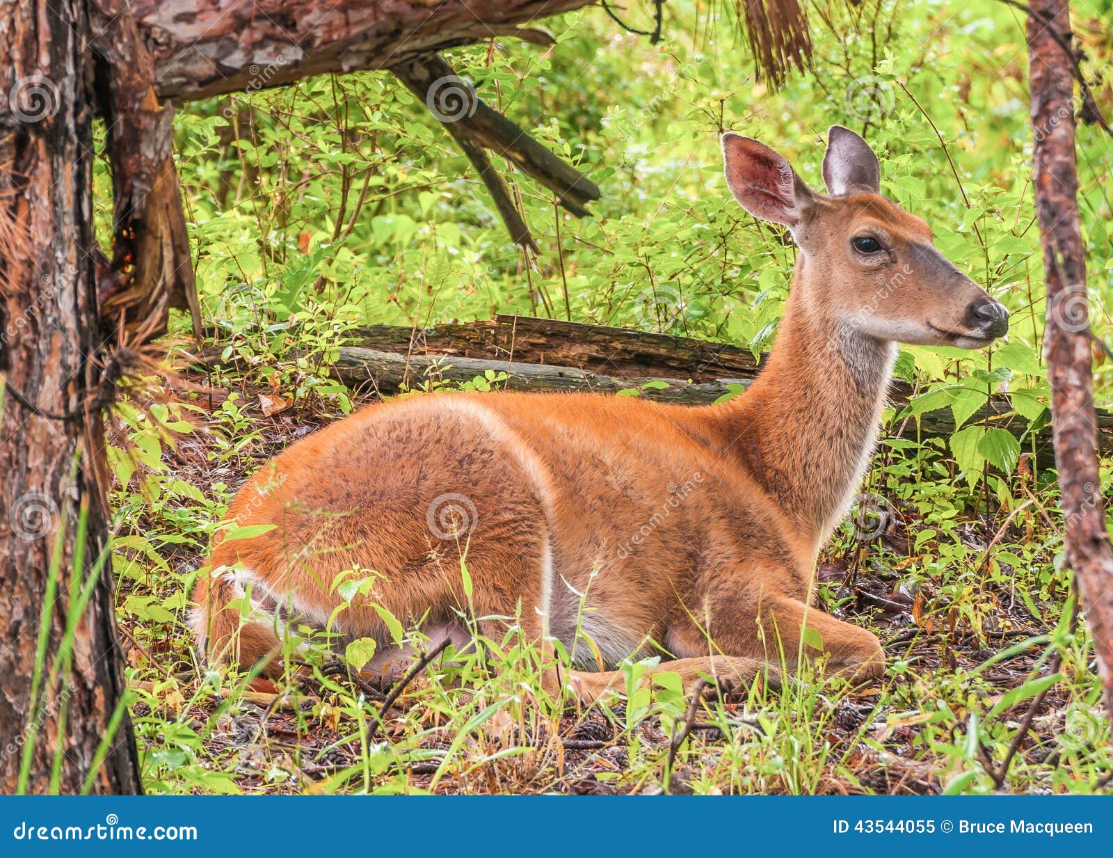 Whitetail Deer Doe stock image. Image of whitetail, outdoors - 43544055