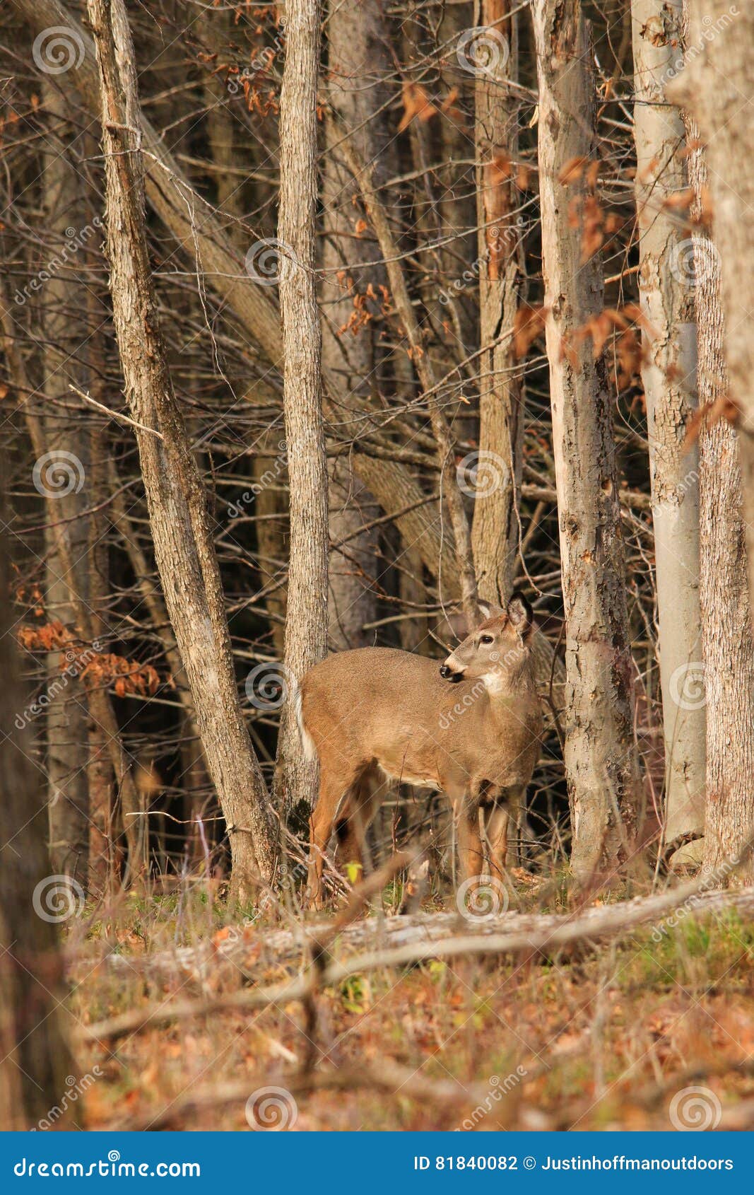 Whitetail Deer Doe Fall Woods Stock Photo - Image of fall, pose: 81840082