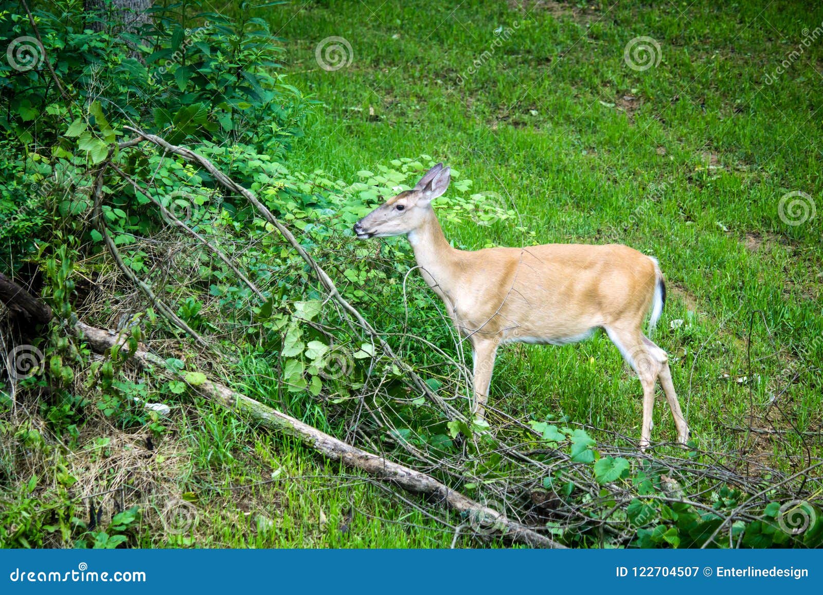 Whitetail Deer Doe Feeding stock image. Image of deer - 122704507