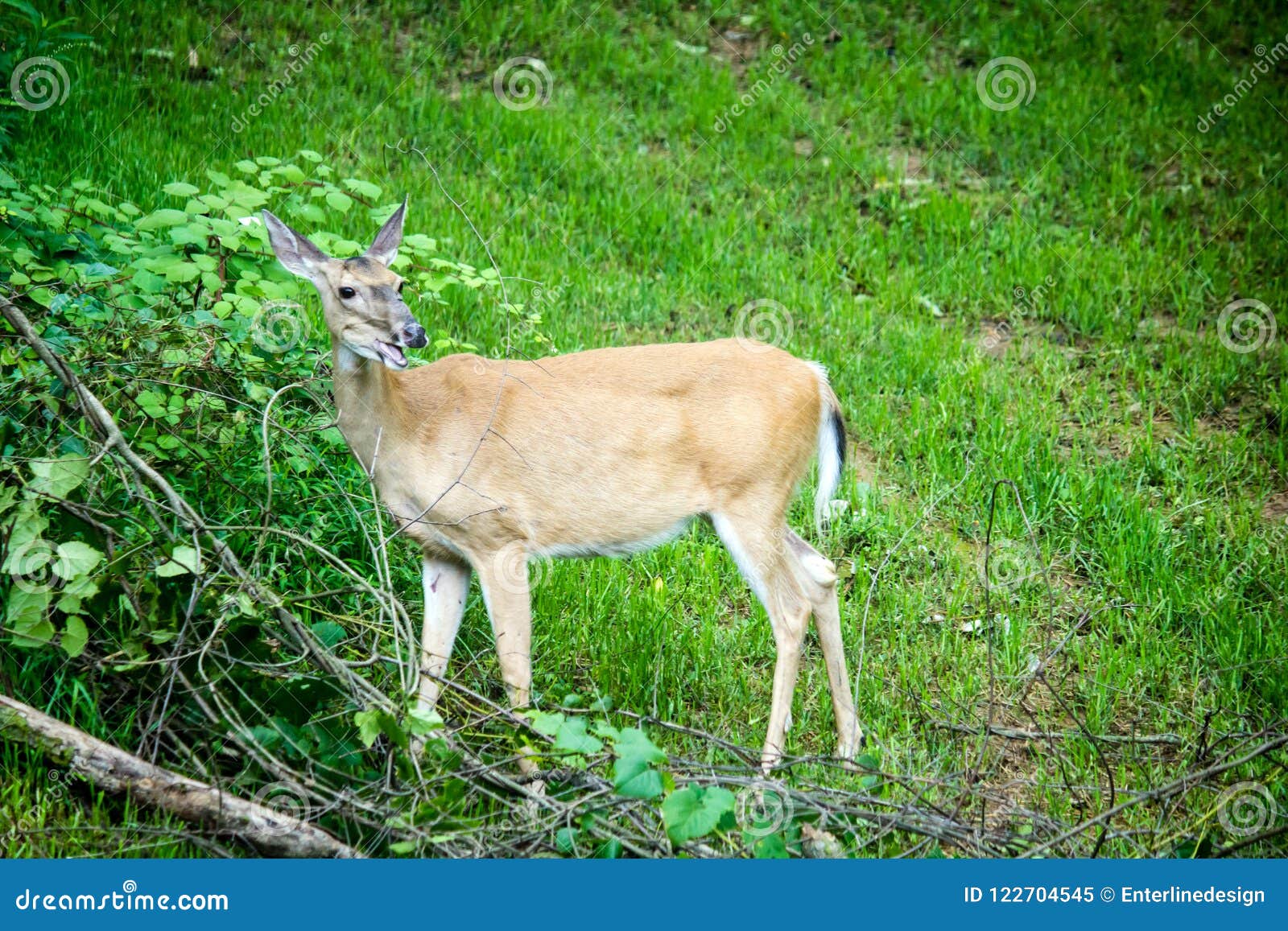 Whitetail Deer Doe Feeding stock image. Image of white - 122704545