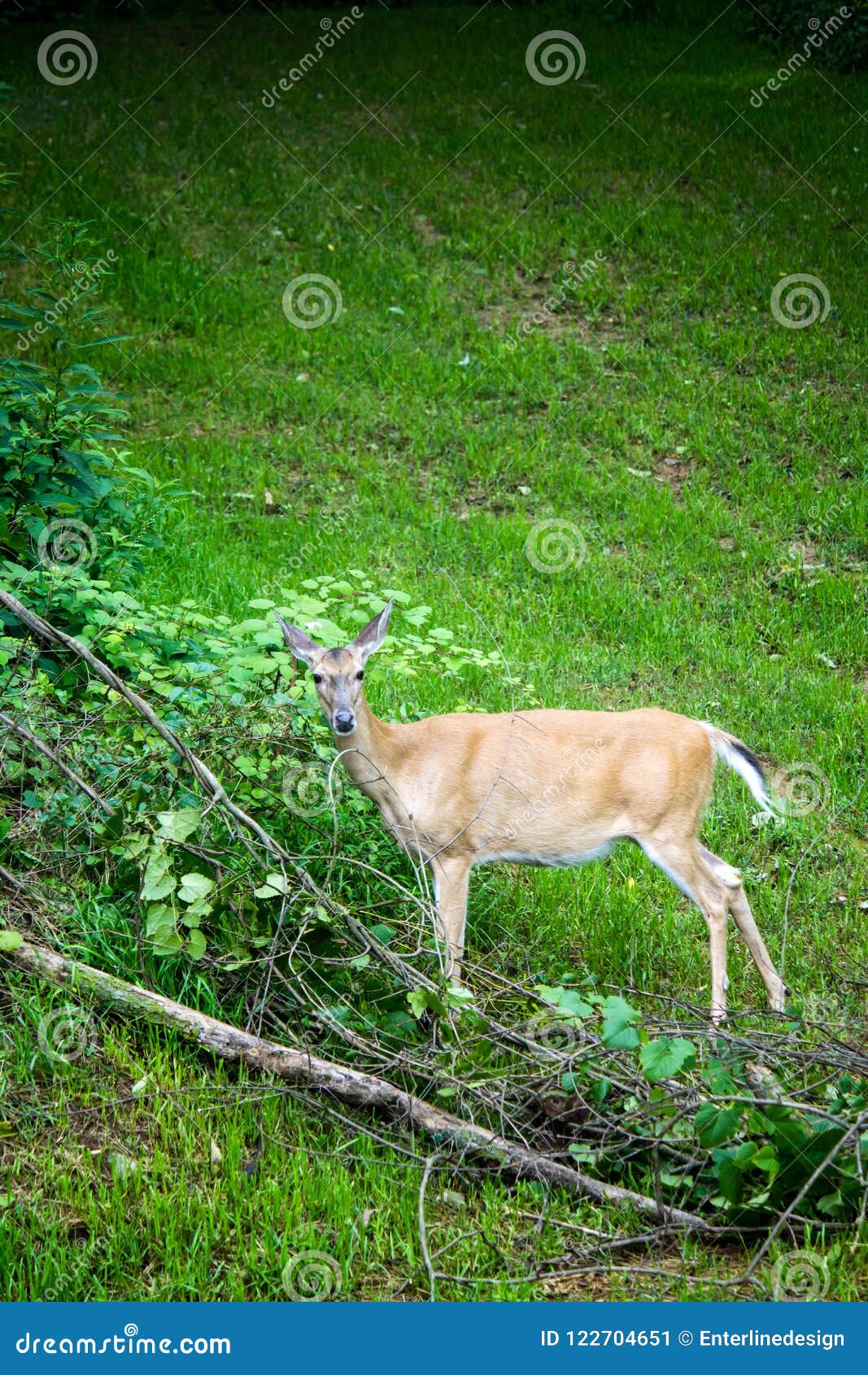 Whitetail Deer Doe Feeding stock image. Image of tailed - 122704651