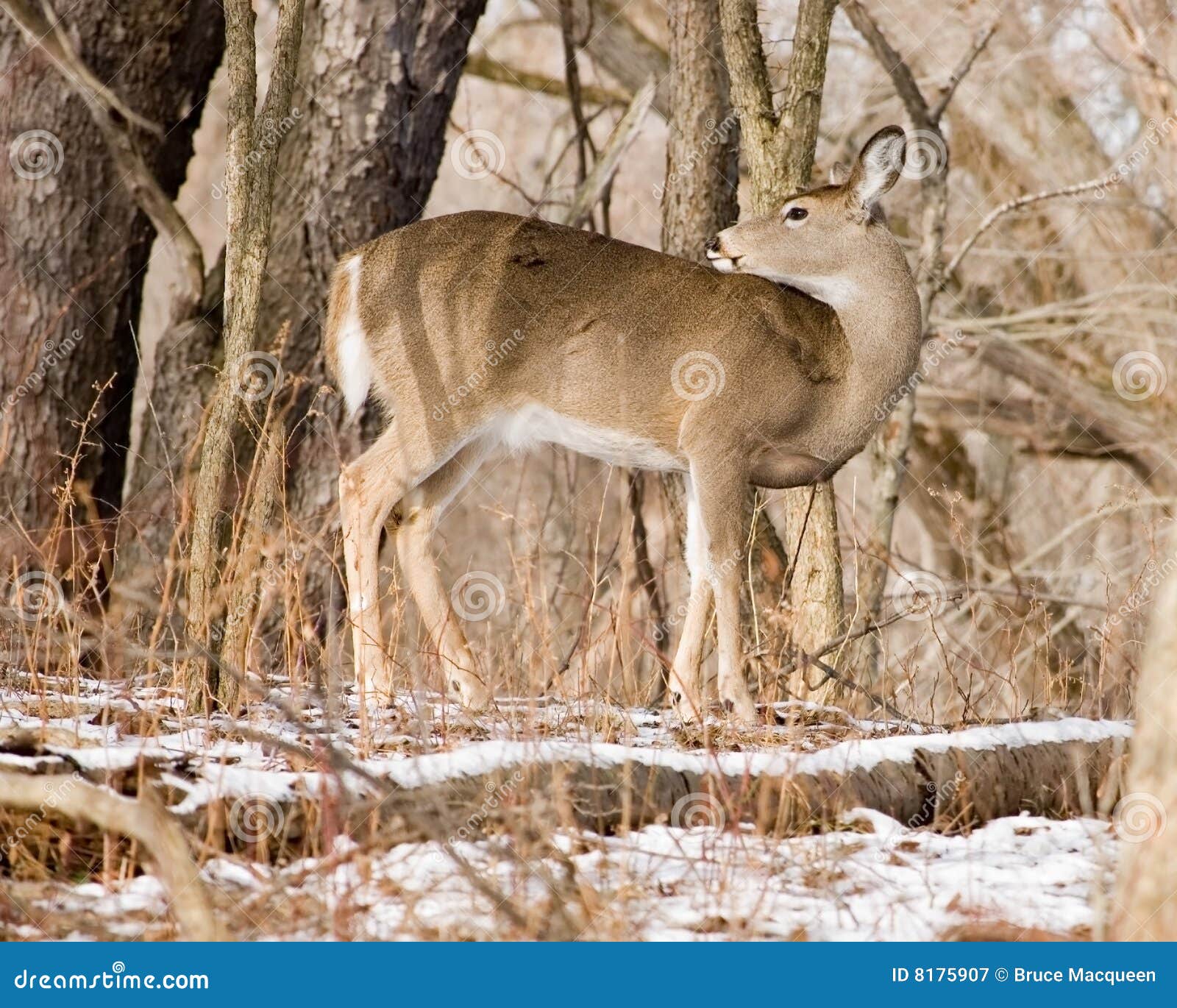 Whitetail Deer Doe Side View Stock Photos - Free & Royalty-Free Stock ...