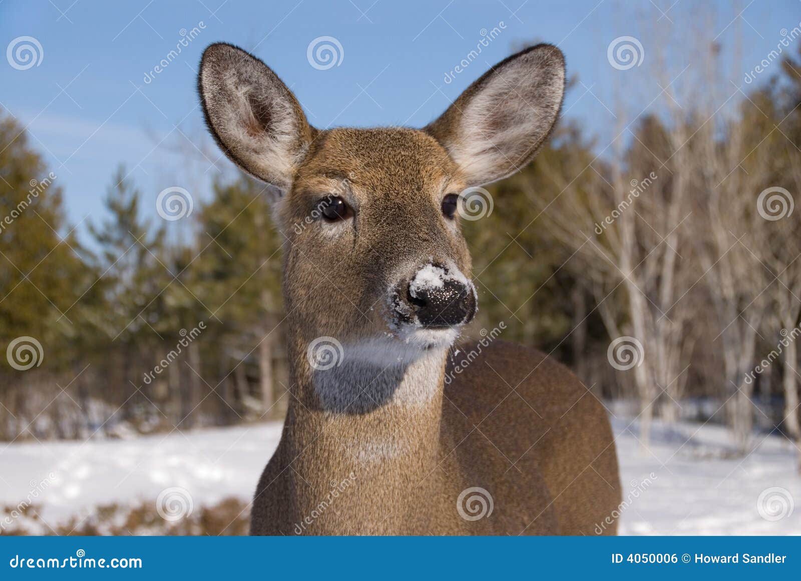 Whitetail Deer Doe in Snow stock photo. Image of wildlife - 4050006