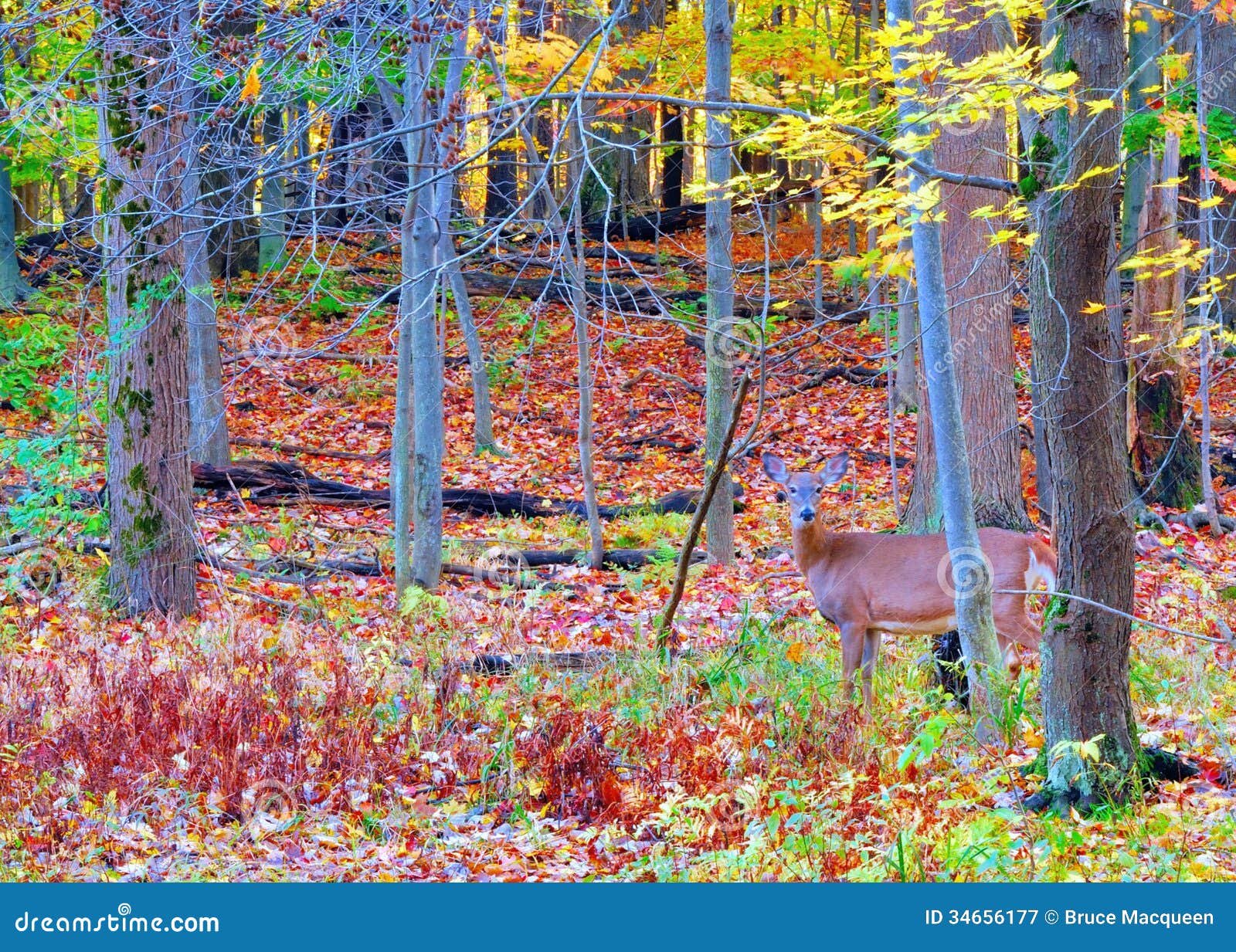 Whitetail Deer Doe stock image. Image of female, wild - 34656177