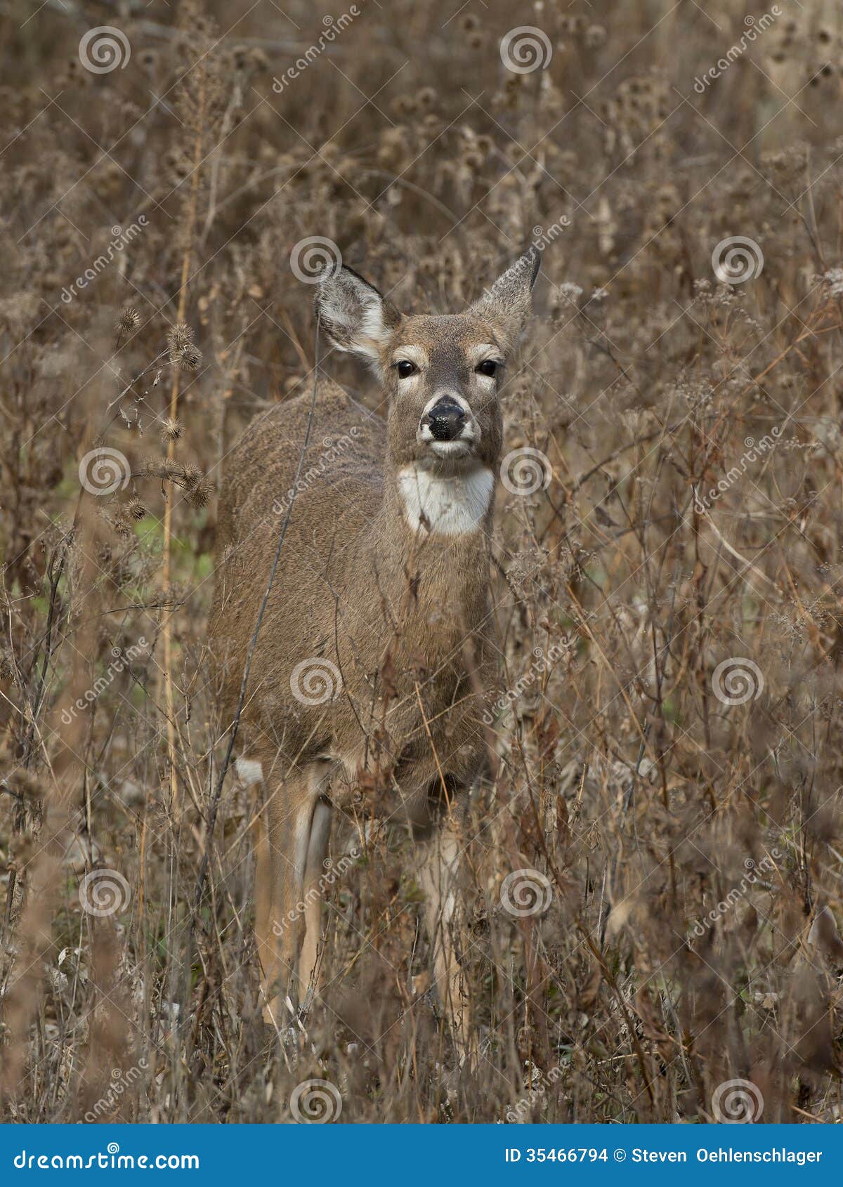 Whitetail Deer Doe stock photo. Image of season, mammal - 35466794