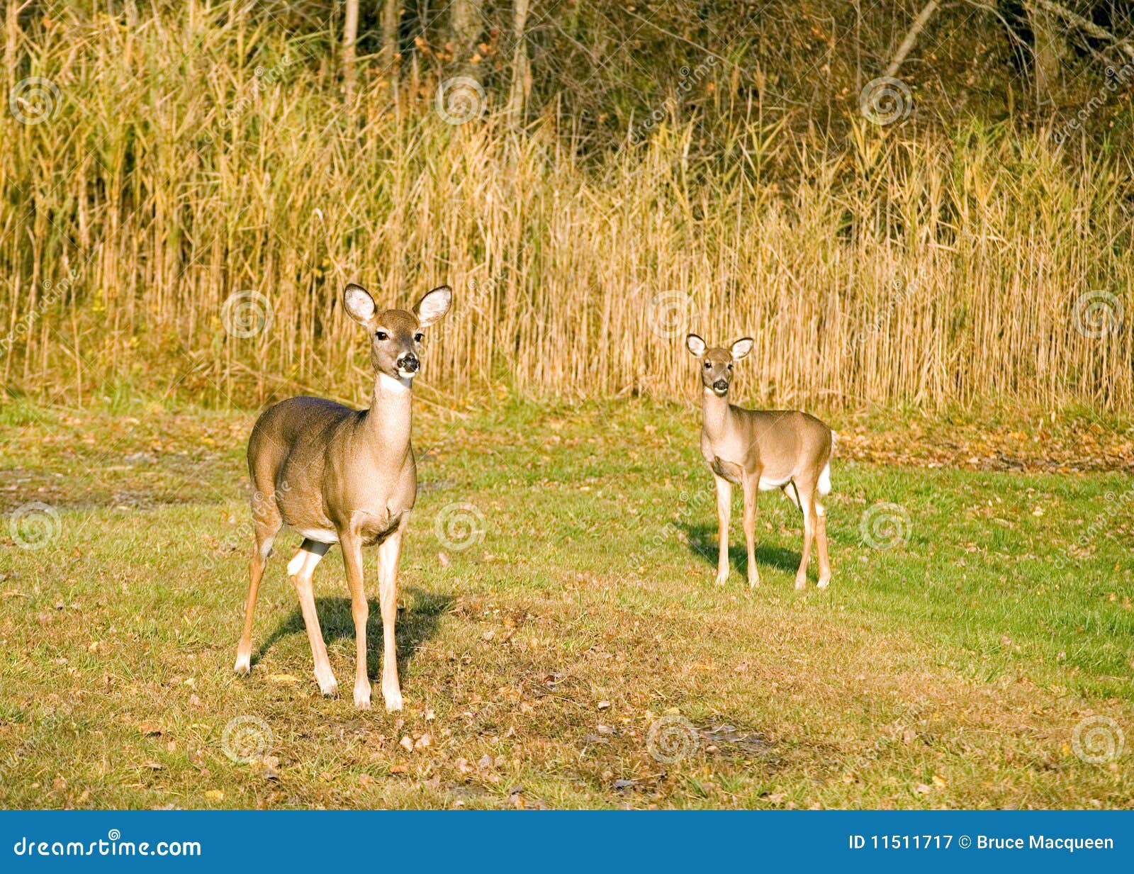Whitetail Deer Doe with Yearling Stock Image - Image of forest, animal ...