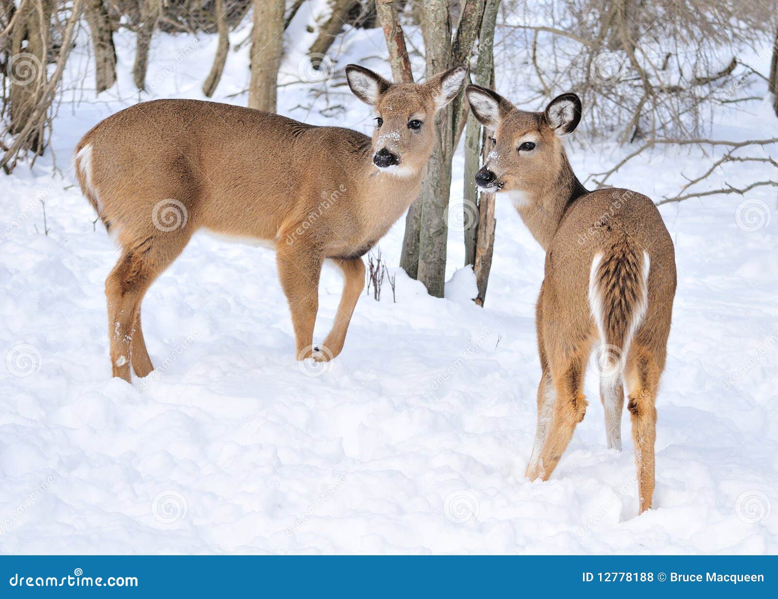 Whitetail Deer Does stock photo. Image of nature, animal - 12778188