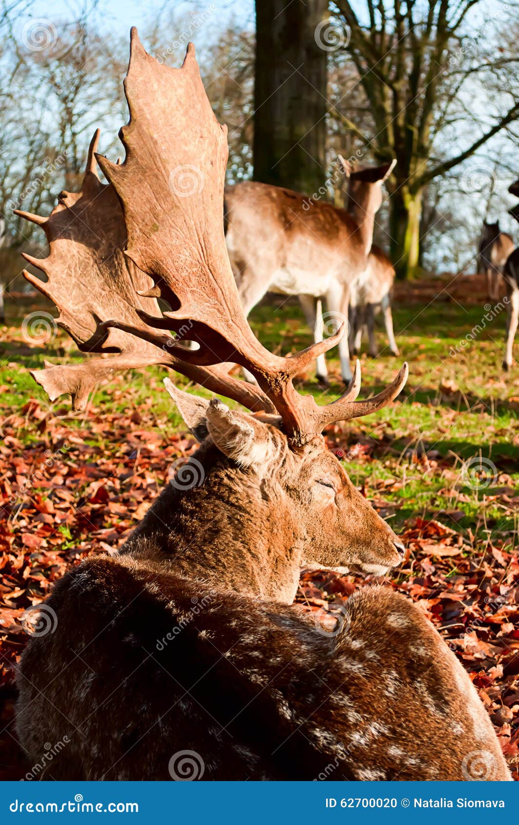 Whitetail Deer in Fallen Leaves Stock Photo - Image of antlered ...