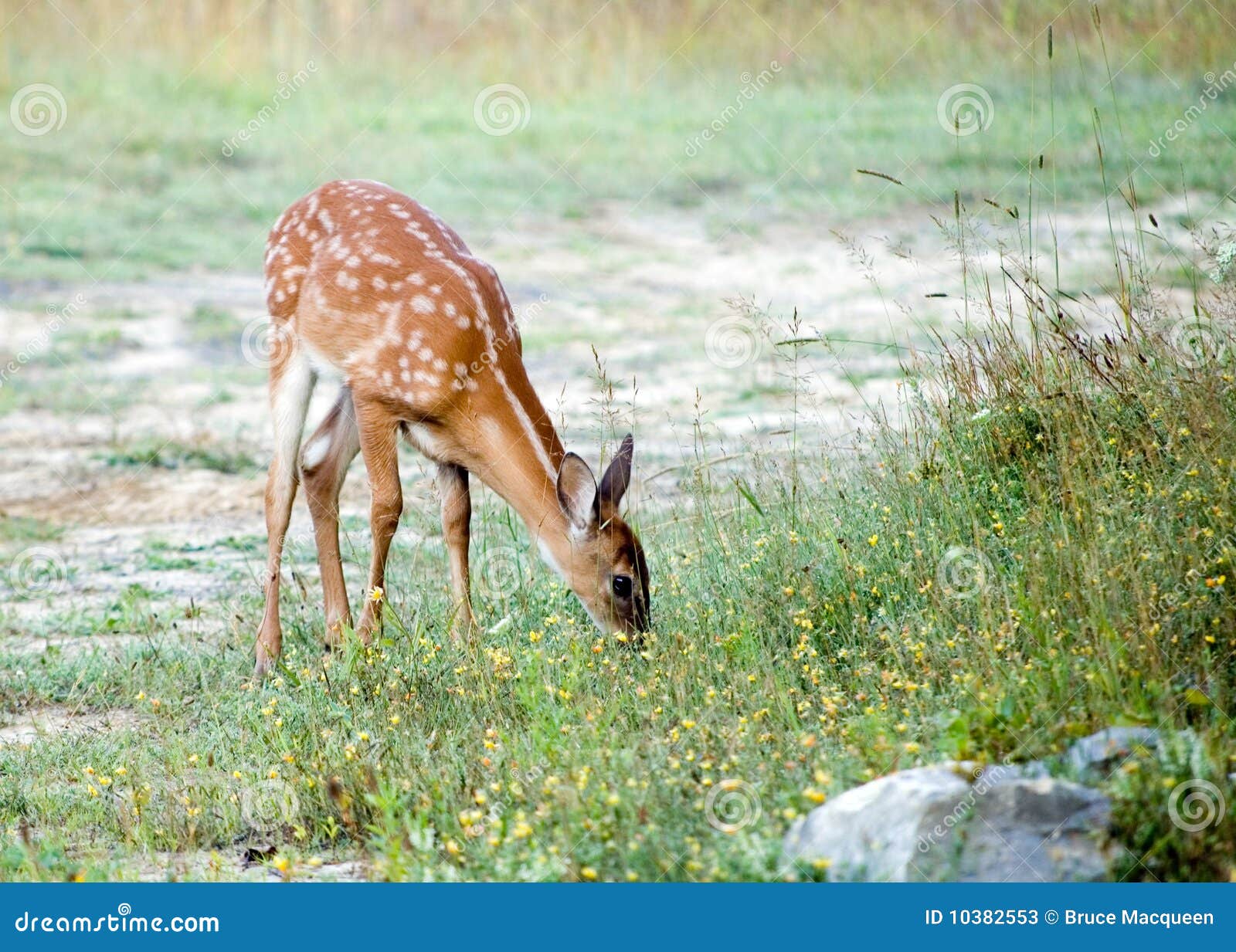 Whitetail Deer Fawn stock image. Image of outdoors, nature - 10382553