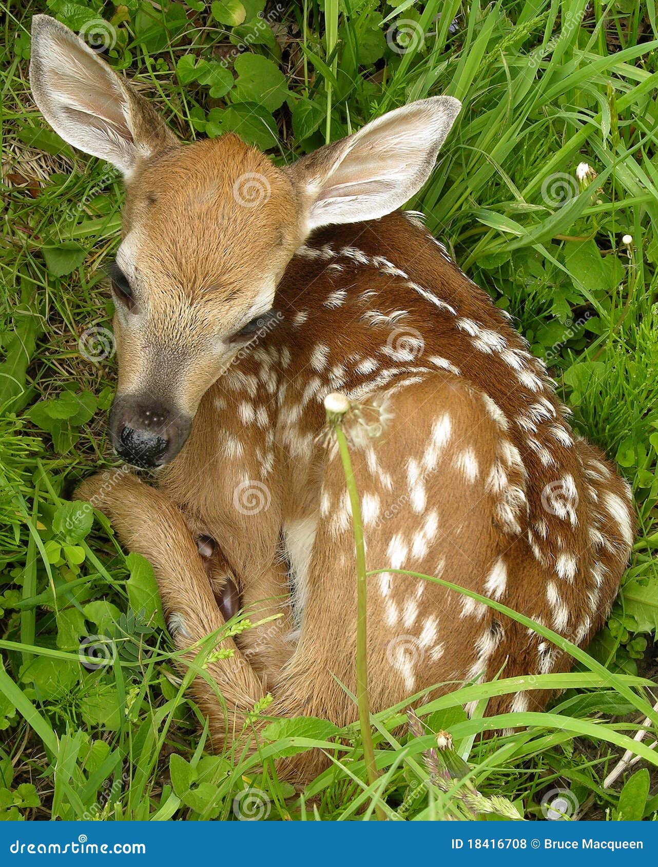 Fawn Curled Up Stock Photos - Free & Royalty-Free Stock Photos from ...