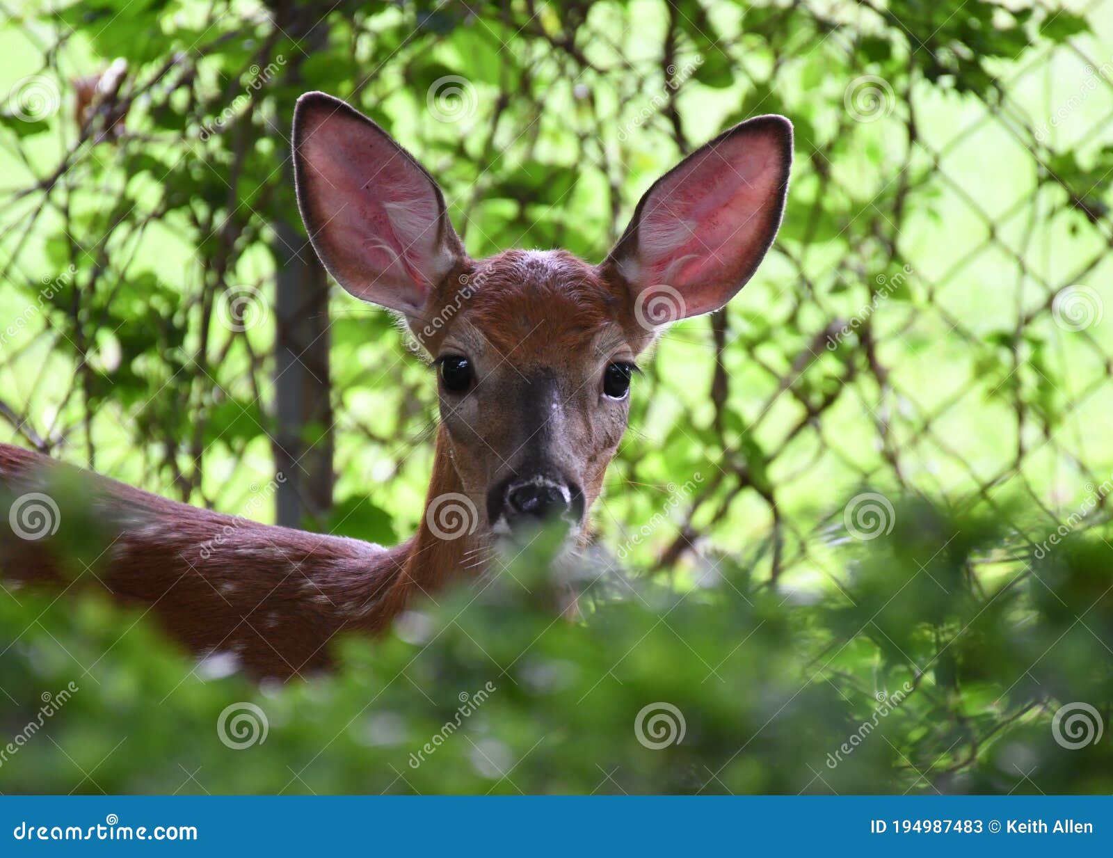 Fawn Looking Back At Camera Royalty-Free Stock Photography ...