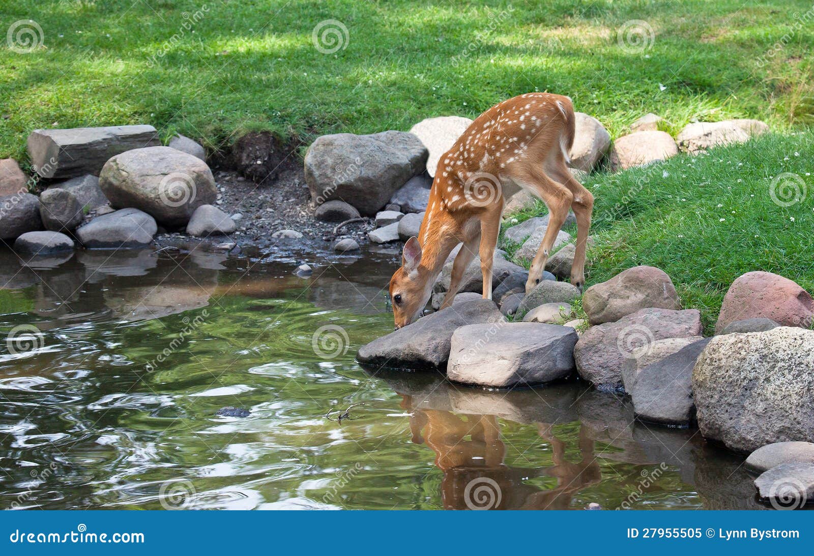 Whitetail deer fawn stock image. Image of summer, fawn - 27955505