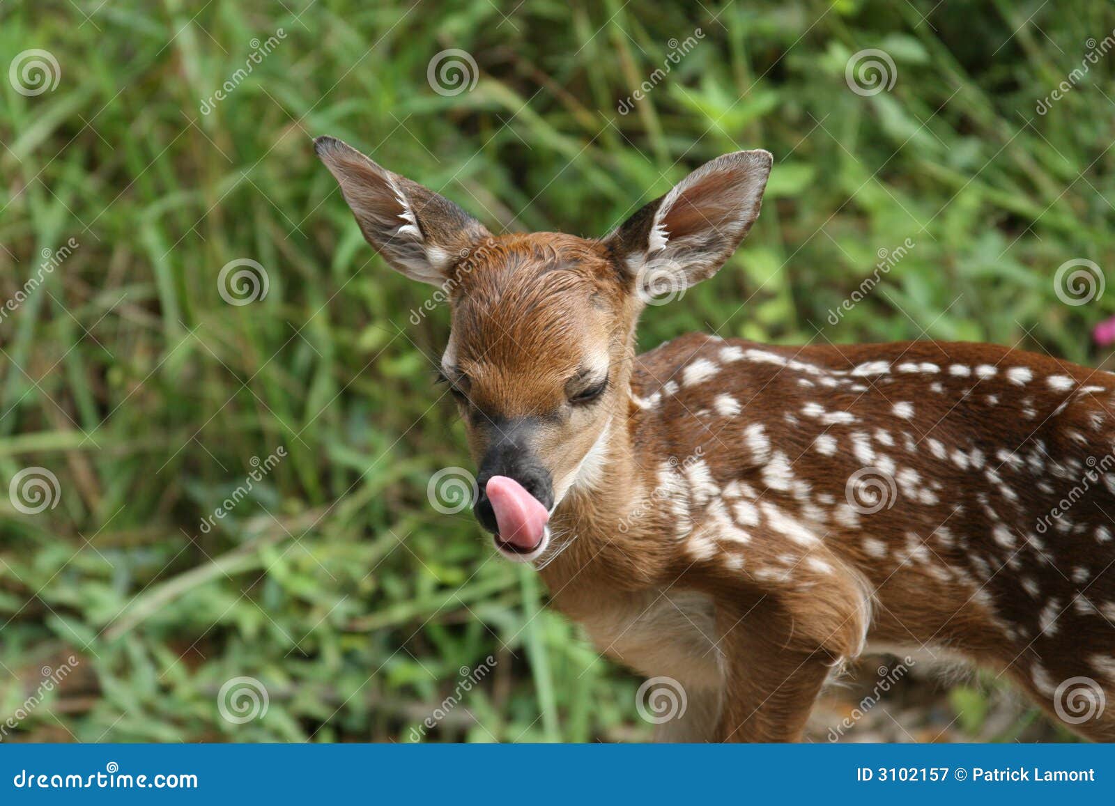 Whitetail deer fawn stock image. Image of spots, outdoor - 3102157