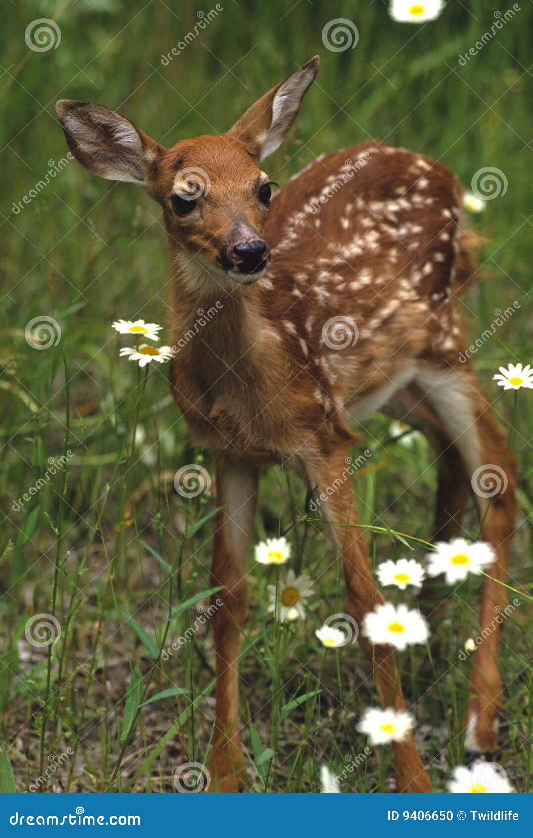 Whitetail Deer Fawn in Flowers Stock Photo - Image of wildlife, baby ...