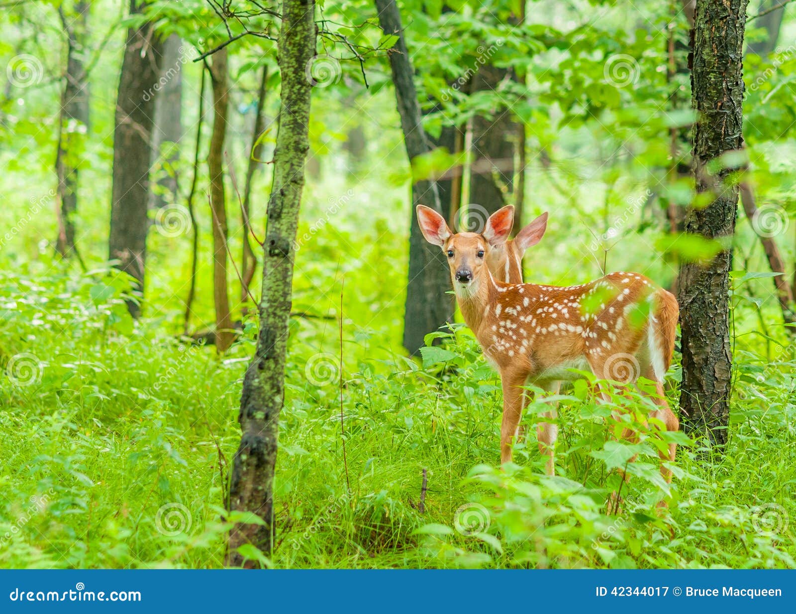 Whitetail Deer Fawn stock image. Image of animal, mammal - 42344017