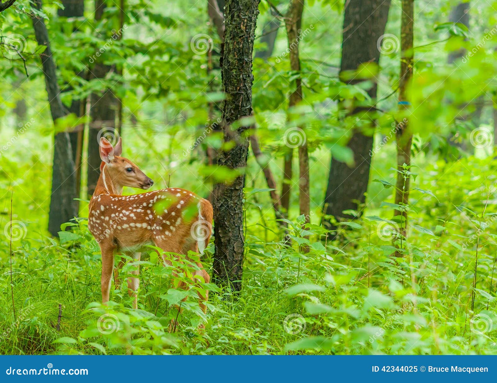 Whitetail Deer Fawn stock image. Image of cute, fawn - 42344025
