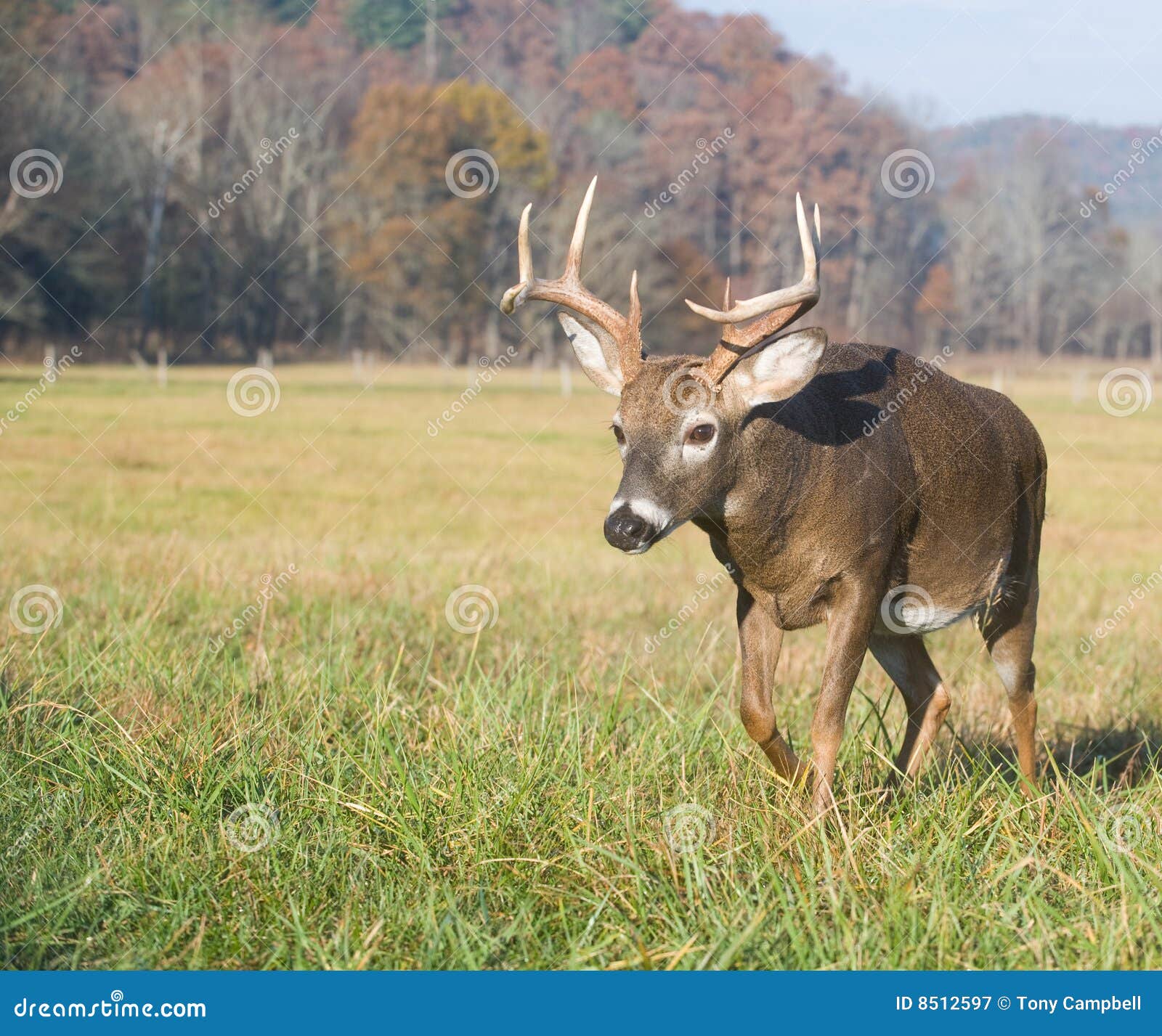 Whitetail deer in a field stock image. Image of park, wildlife - 8512597